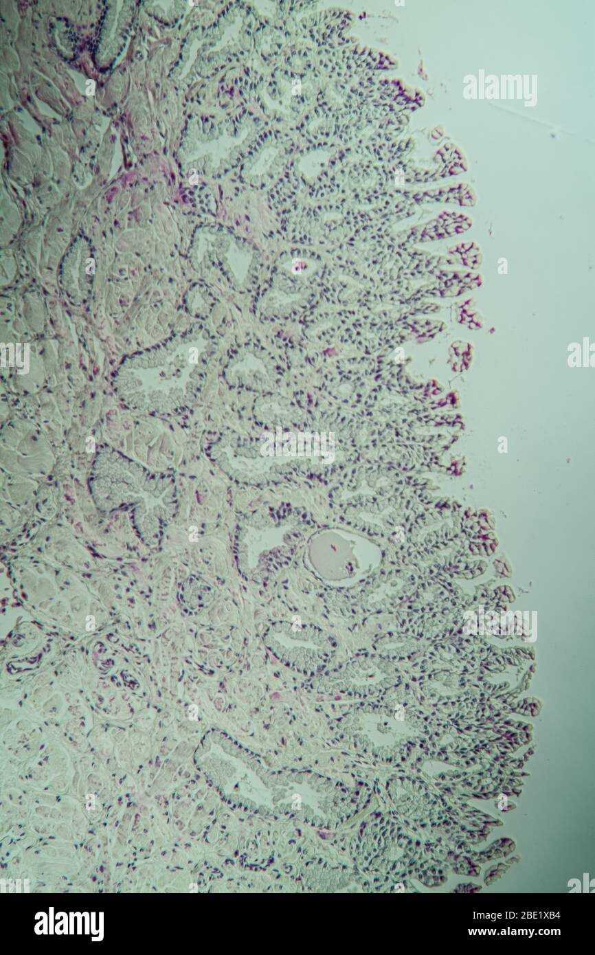 Toad cross section through the tongue 100x Stock Photo - Alamy