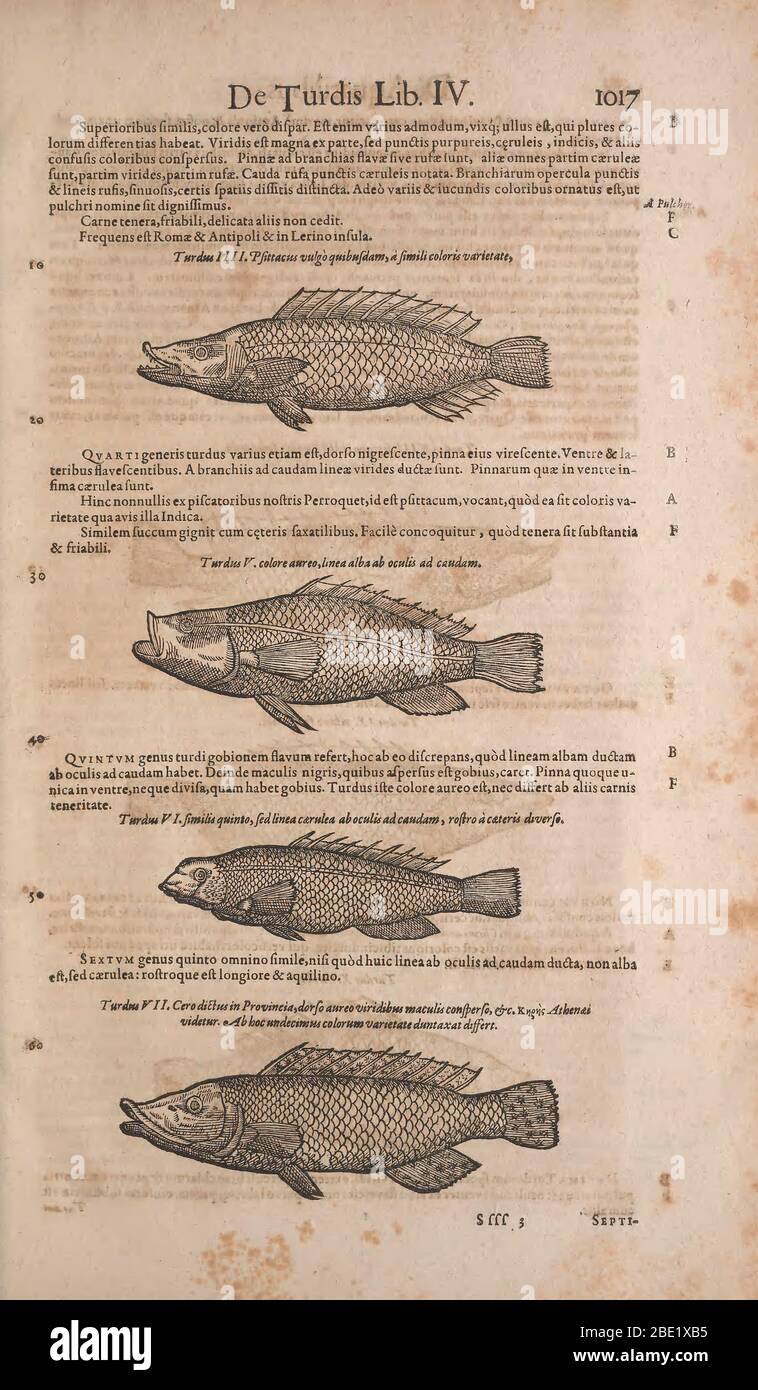 Historia animalium ("History of the Animals"), published in 1551–1558 ...