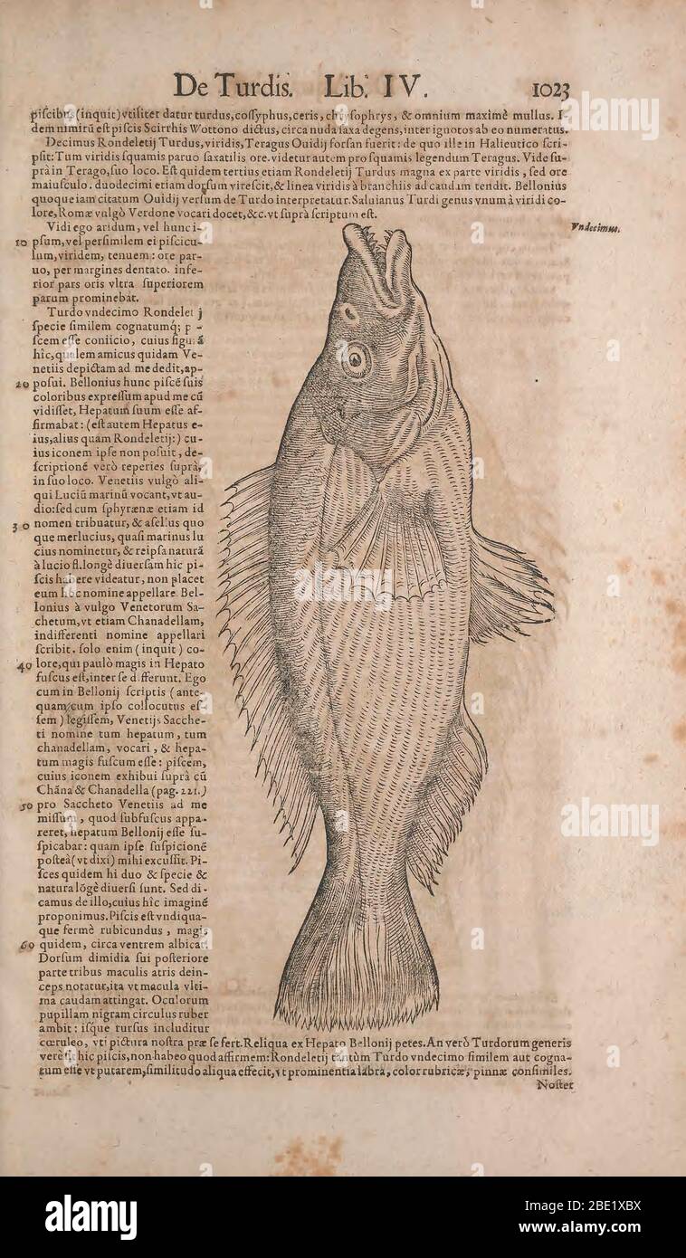 Historia animalium ("History of the Animals"), published in 1551–1558 ...