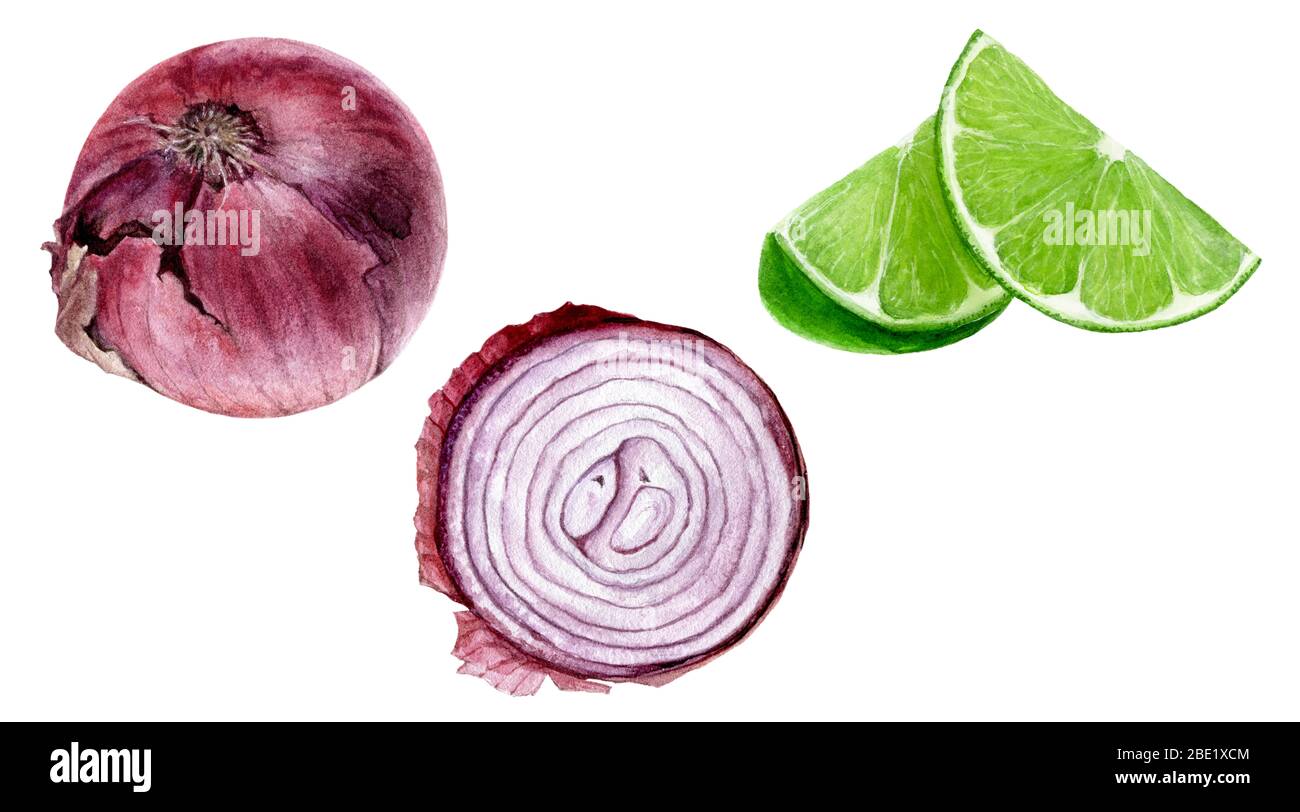Purple onion bulb lime set watercolor isolated on white background ...