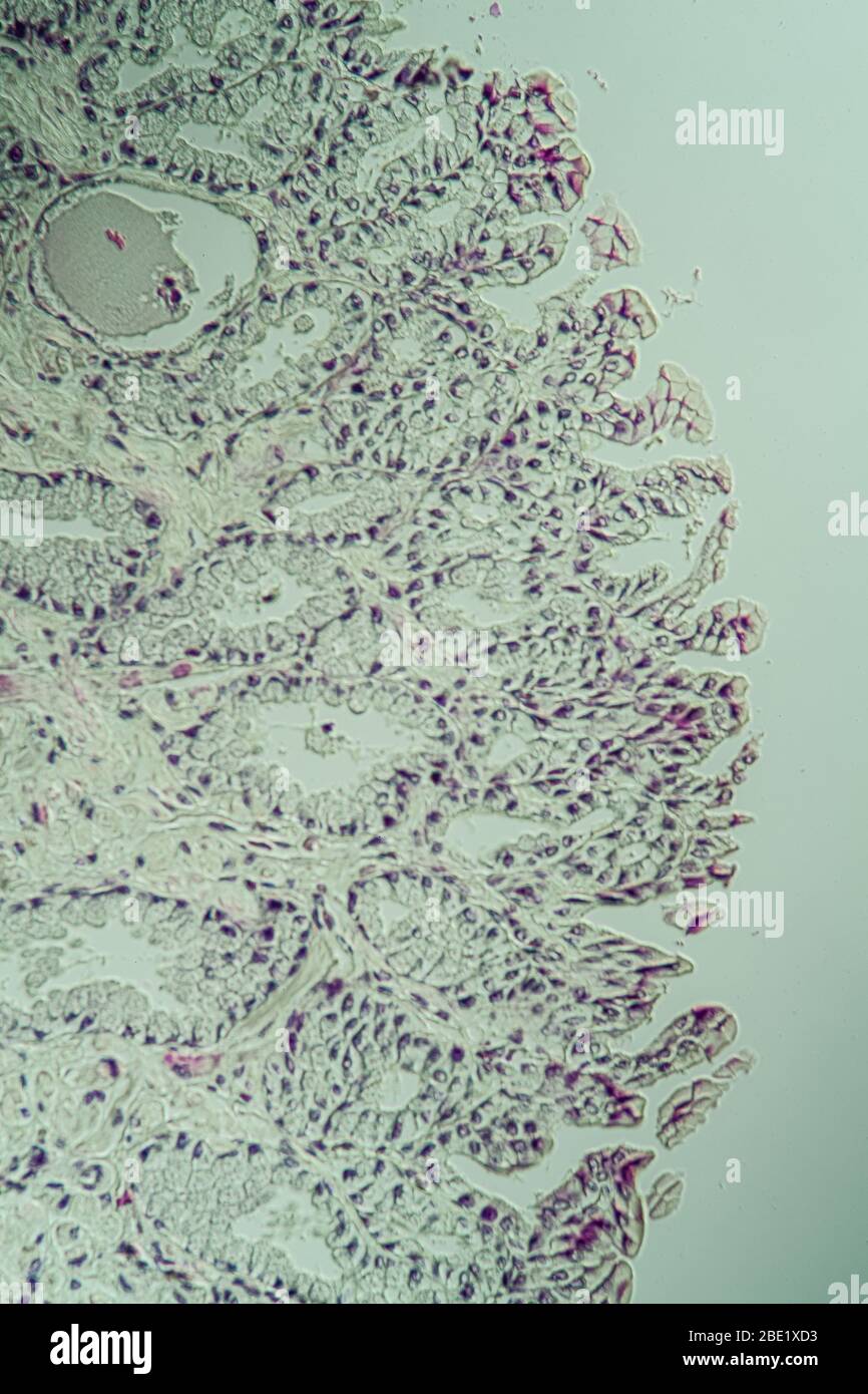 Toad cross section through the tongue 200x Stock Photo - Alamy