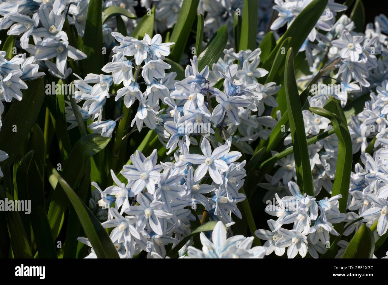 Russian snowdrop (Puschkinia scilloides var. libanotica), flowers Stock ...