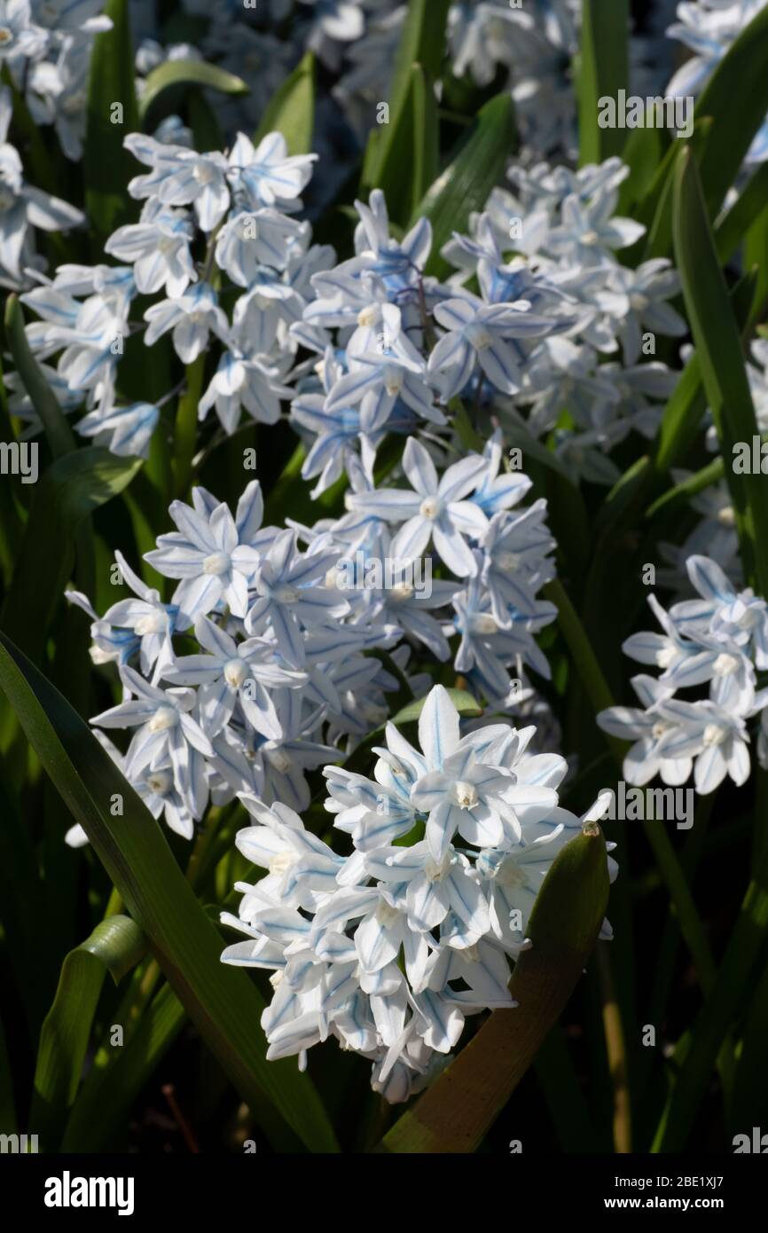 Russian snowdrop hi-res stock photography and images - Alamy