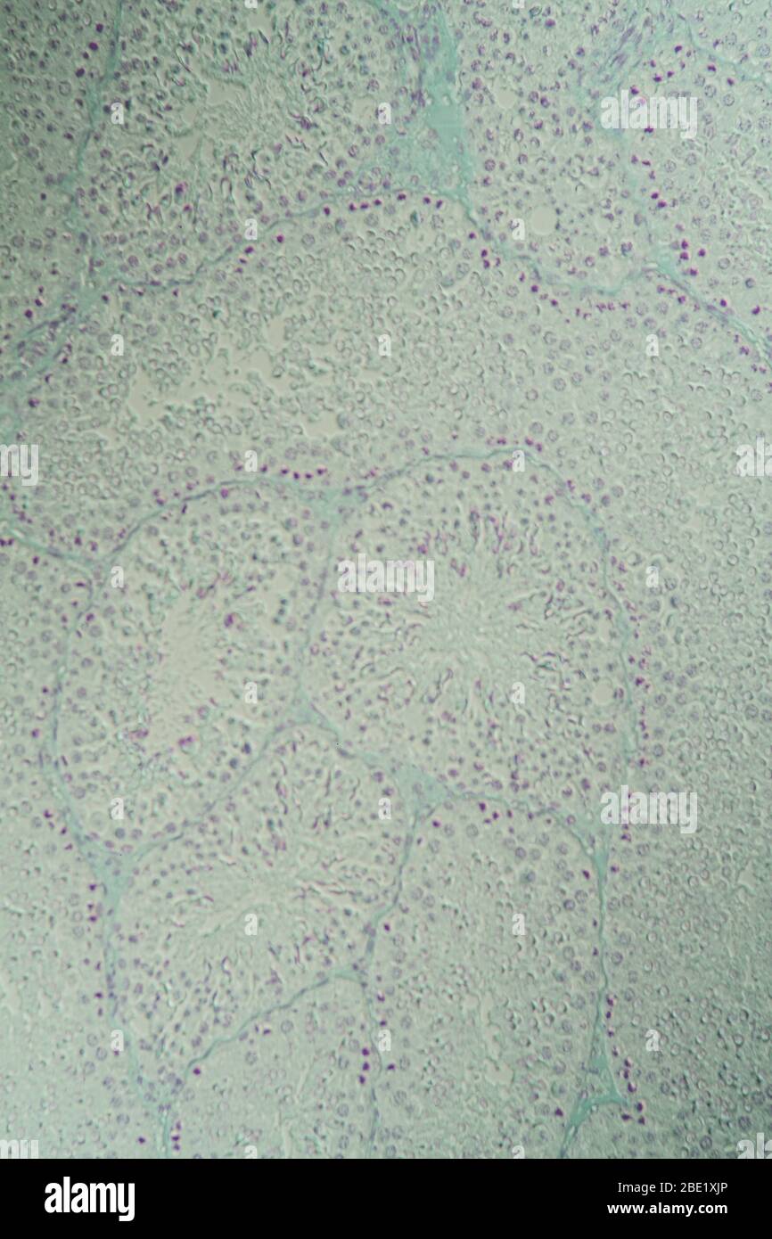 Testicle cross-section under the microscope 100x Stock Photo - Alamy