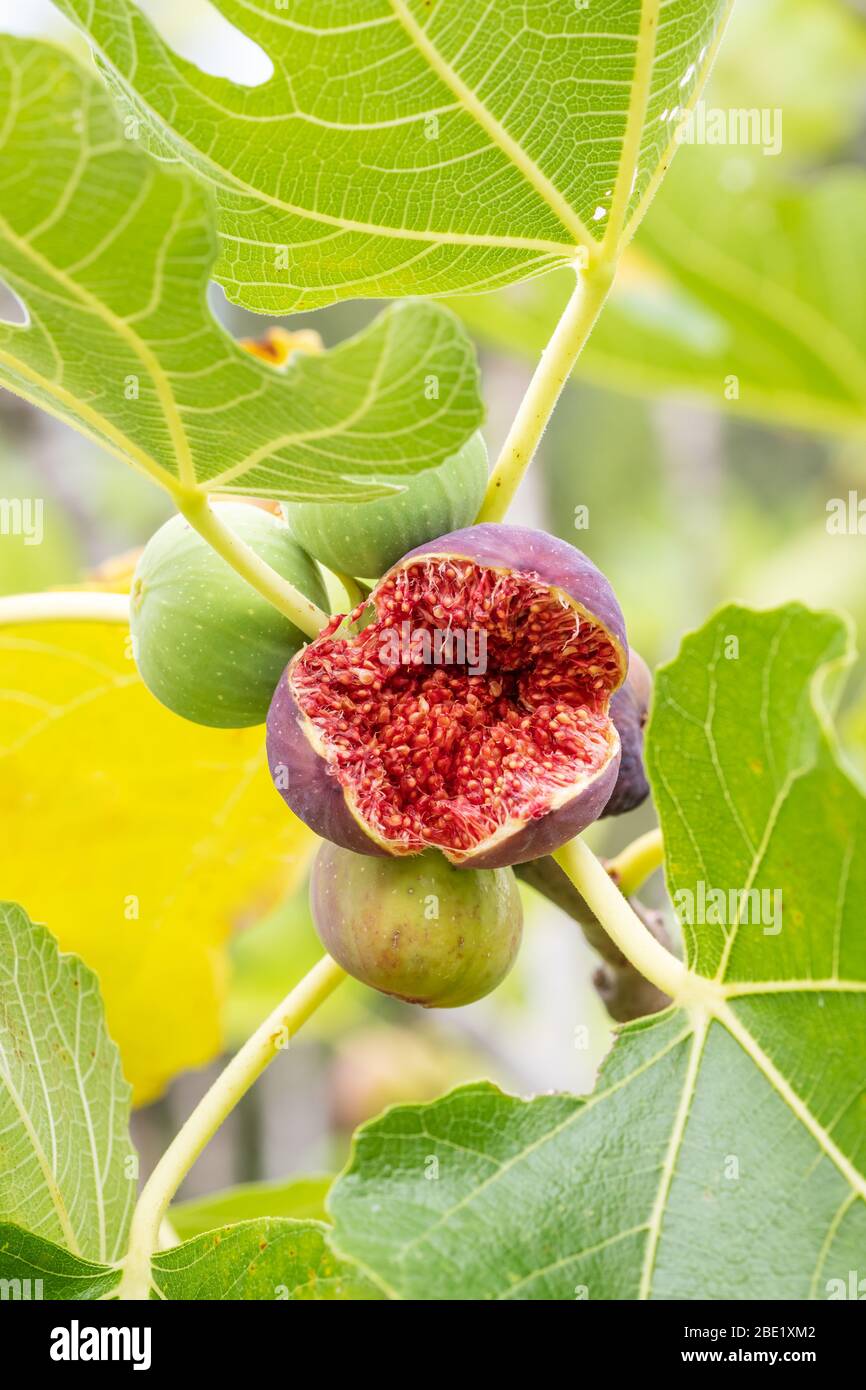 Fig fruits on a the branch of a fig tree burst open Stock Photo - Alamy