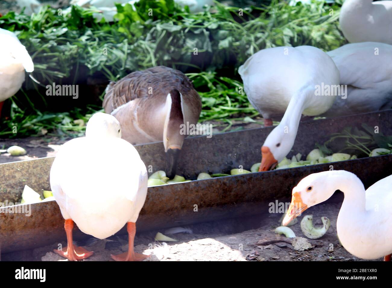 white ducks eating food in cage, flock of duck, Selective focus with ...