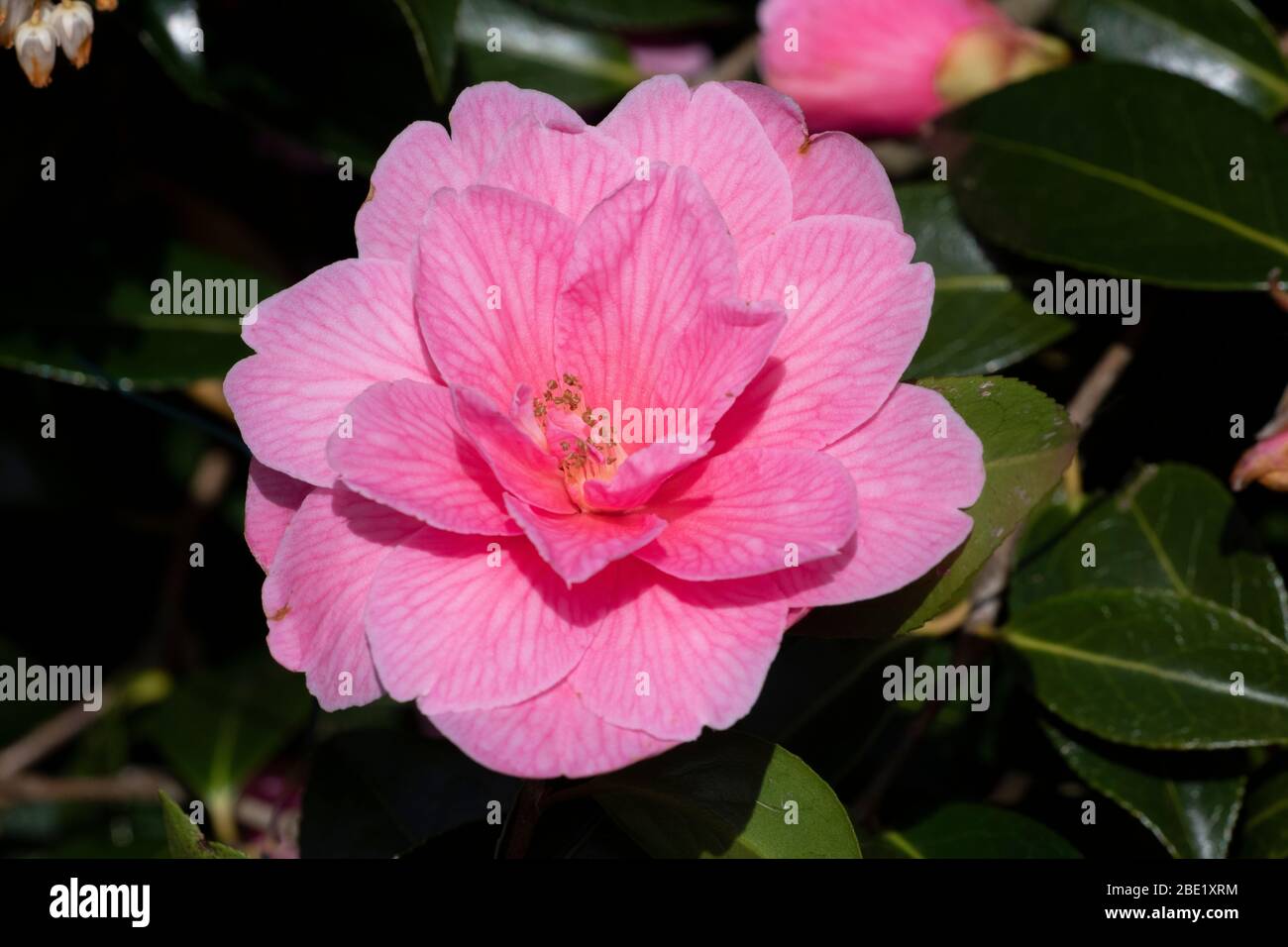 Camellia × williamsii 'Donation', flower Stock Photo - Alamy