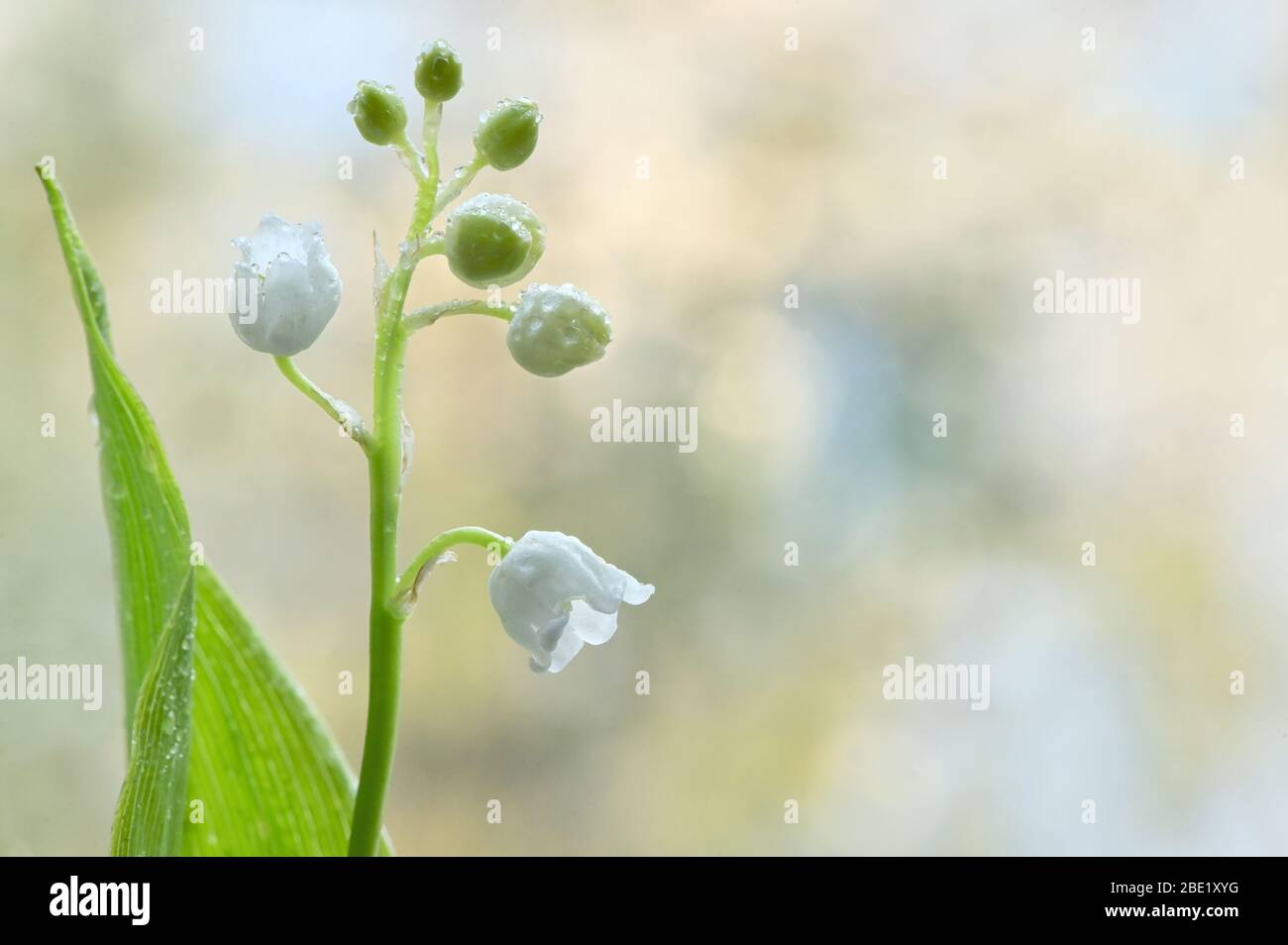 Flowers Smell Lily Of The Valley Or May-Lily With Drops Stock Photo - Alamy