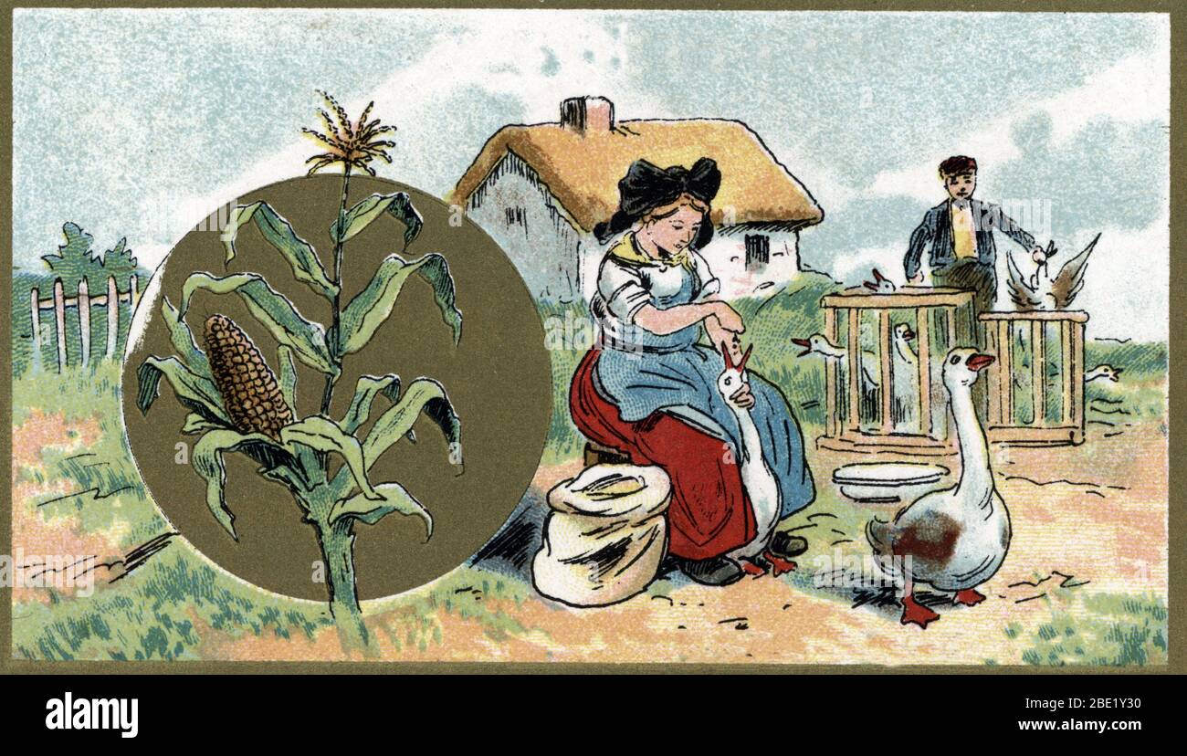 Gavage des oies (ou canards) avec du mais pour la production du foie ...