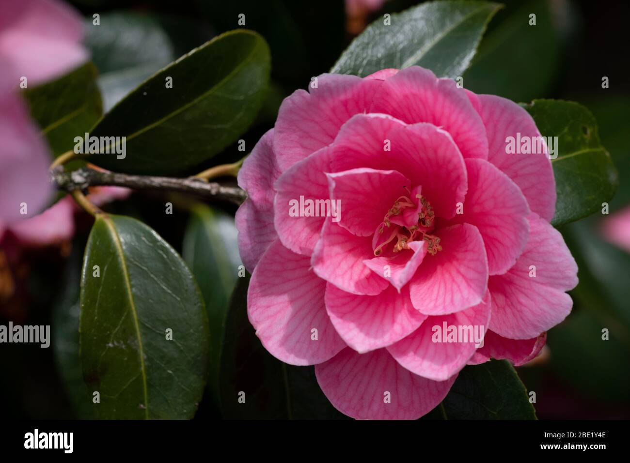 Camellia × williamsii 'Donation', flower Stock Photo - Alamy