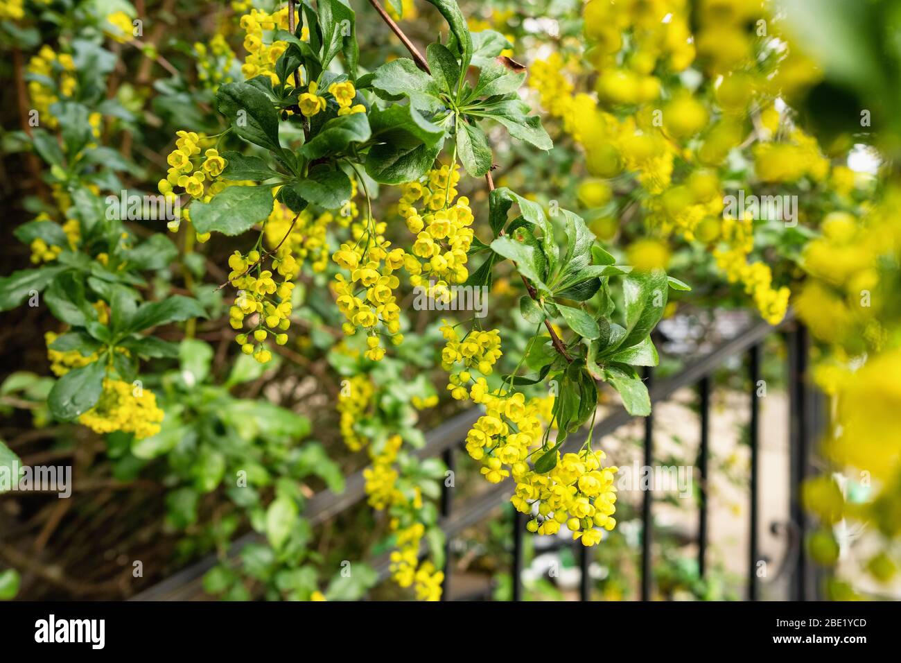 Small yellow flowers hi-res stock photography and images - Alamy