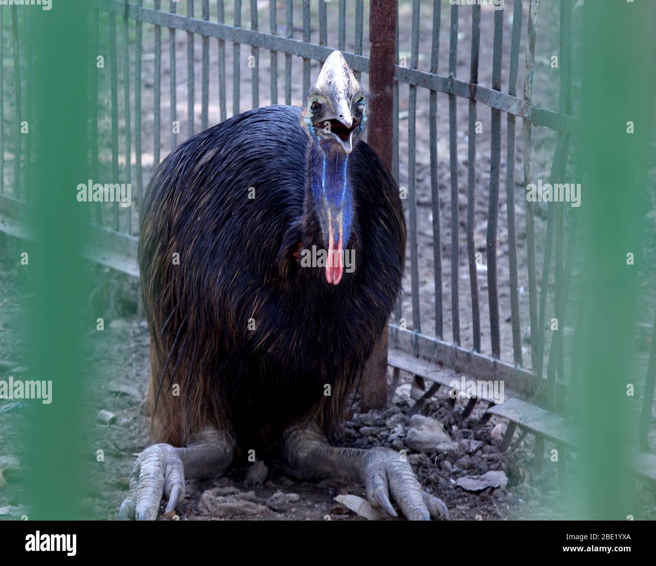 portal of Australia wild, emu bird in cage of national park, Selective ...