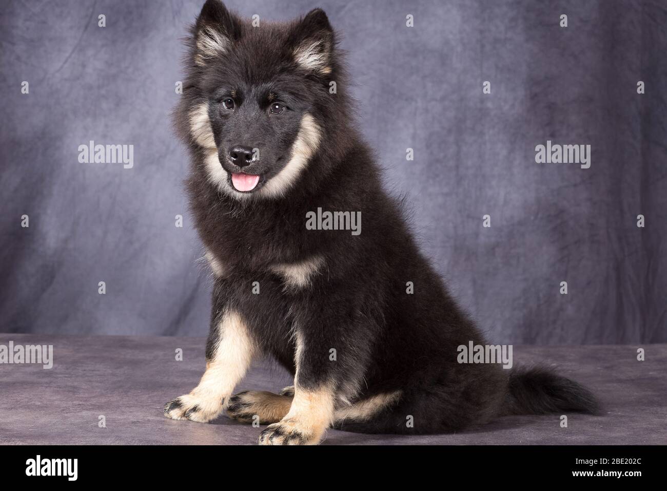 Cute dog, handsome with beautiful colors and thick hair Stock Photo - Alamy