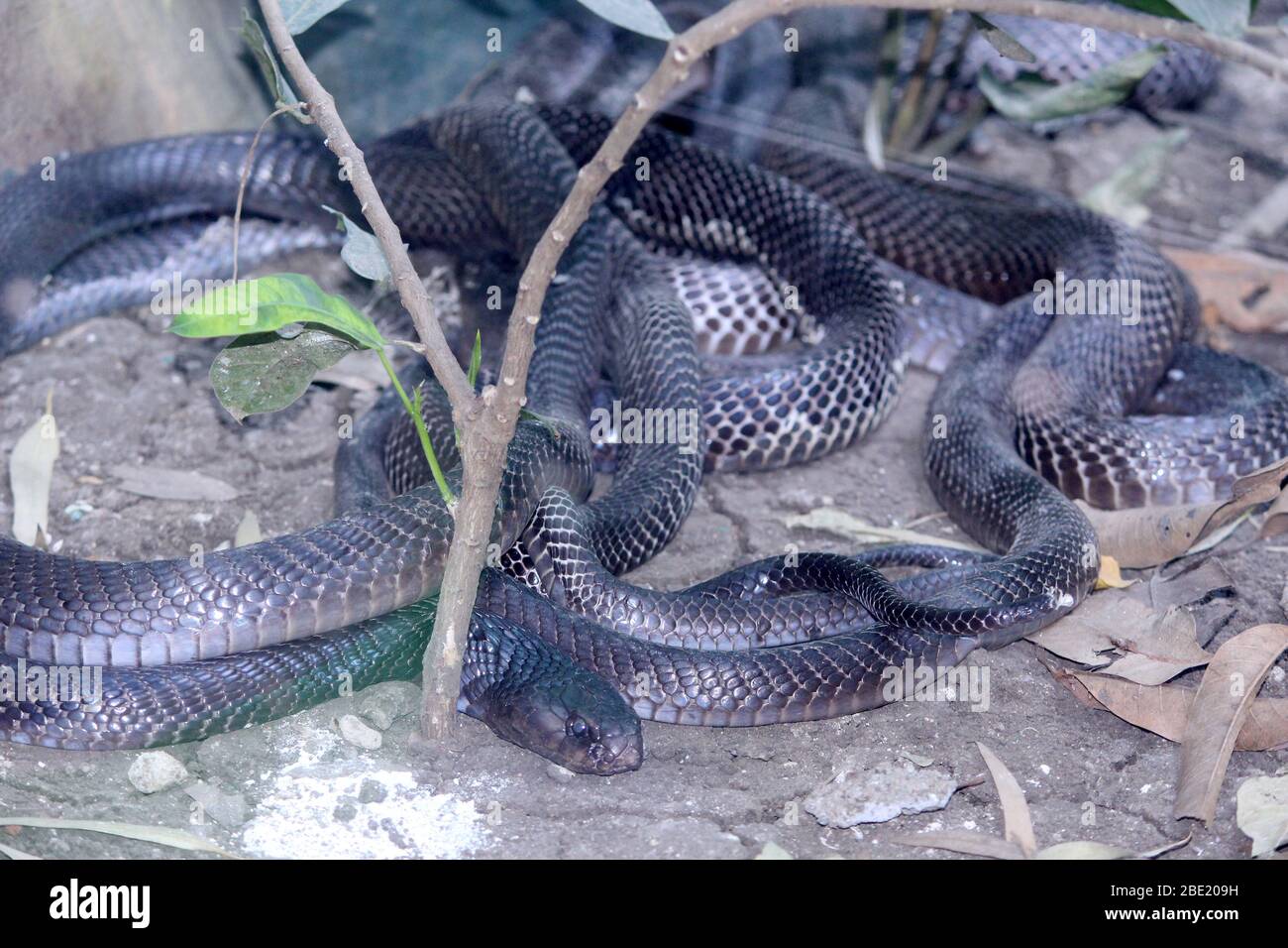 group of black cobra snake in the national park, Selective focus with ...