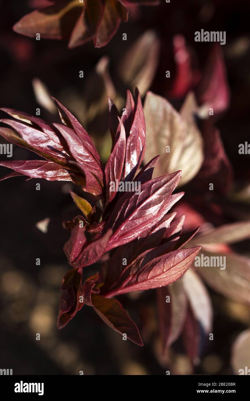 The revealing leaves of a peony bush in sunshine Stock Photo - Alamy