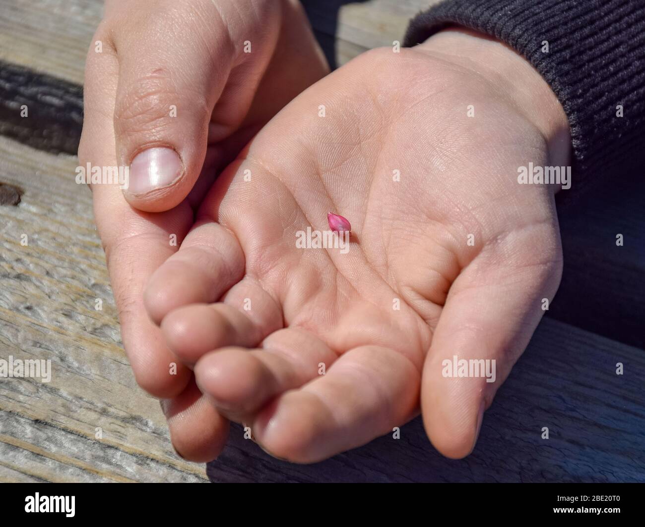 a simple picture of a child's hand and bud Stock Photo - Alamy