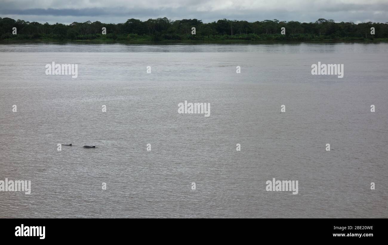 Amazon river dolphin hi-res stock photography and images - Alamy