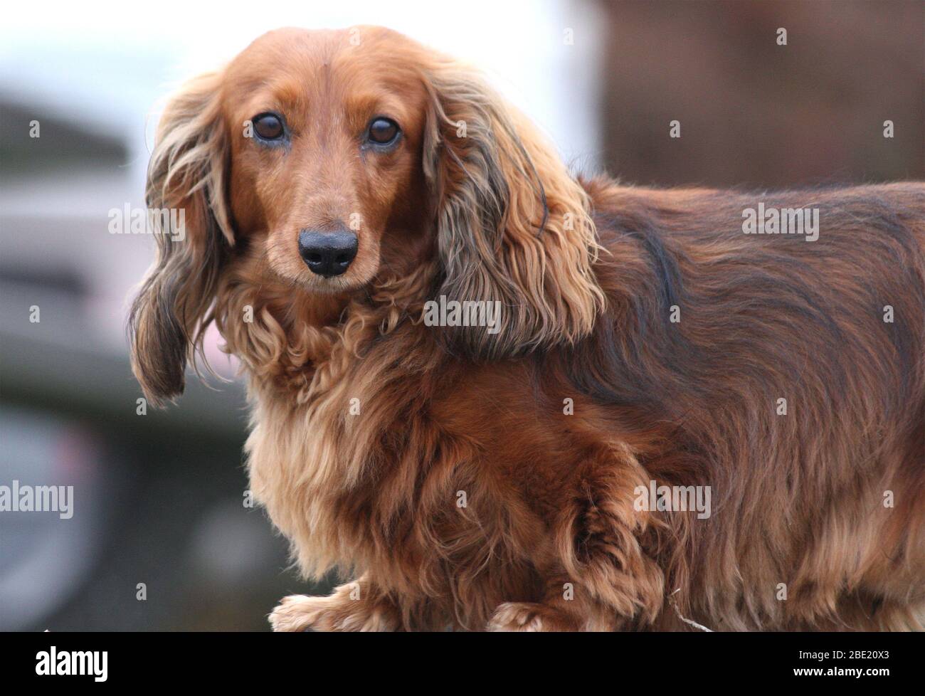 Cute dog, handsome with beautiful colors and thick hair Stock Photo - Alamy