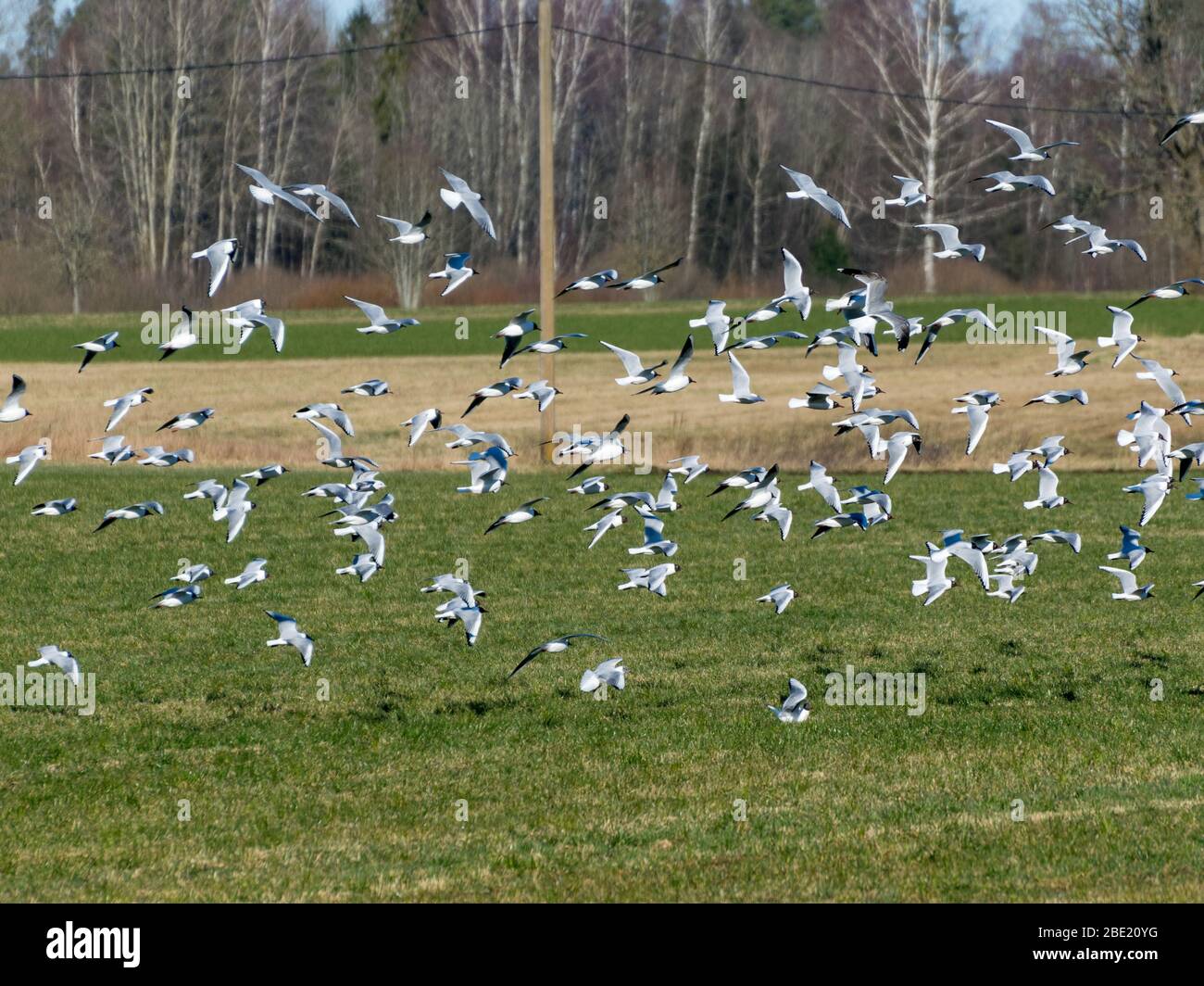 landscape with flying birds on a field background, bird migration Stock ...