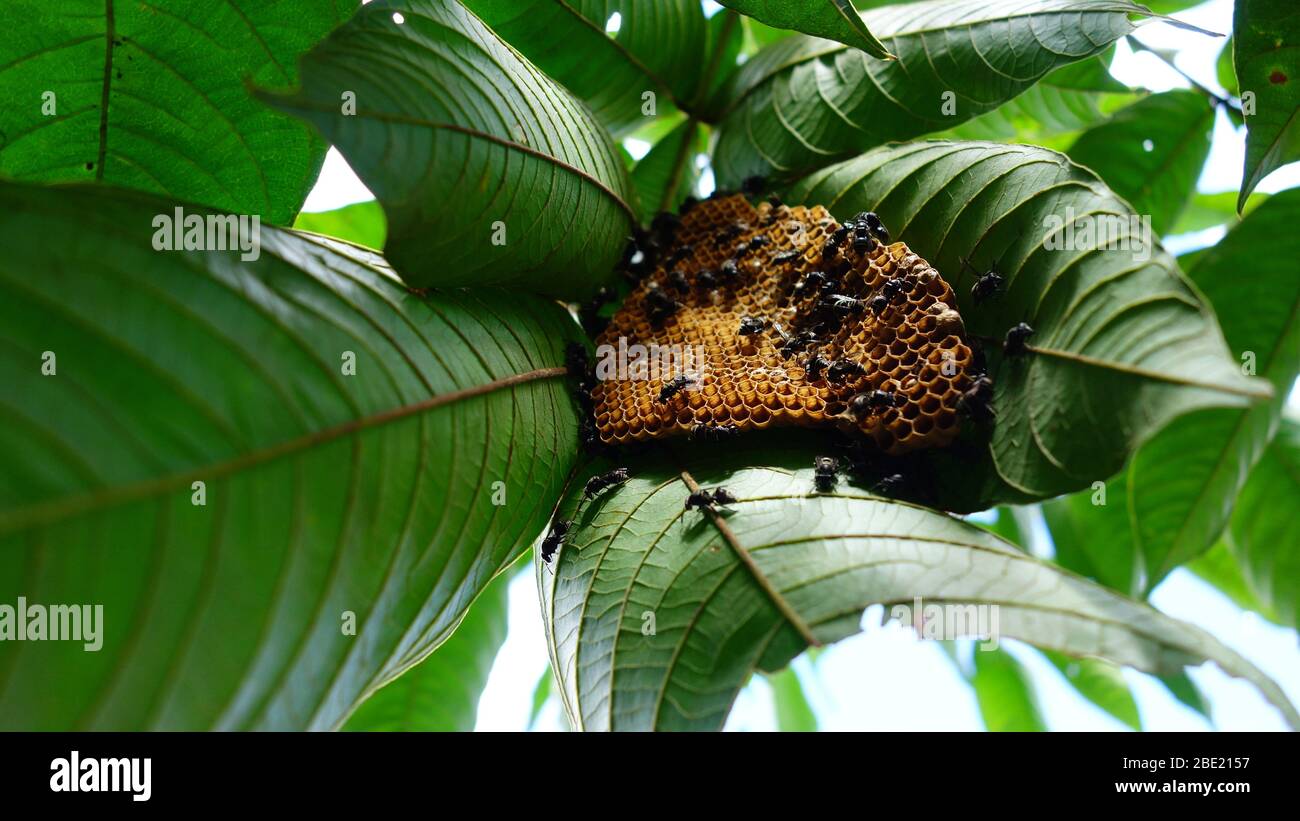 Wild Bees in the Amazon Rain Forrest, Honeycomb Stock Photo - Alamy