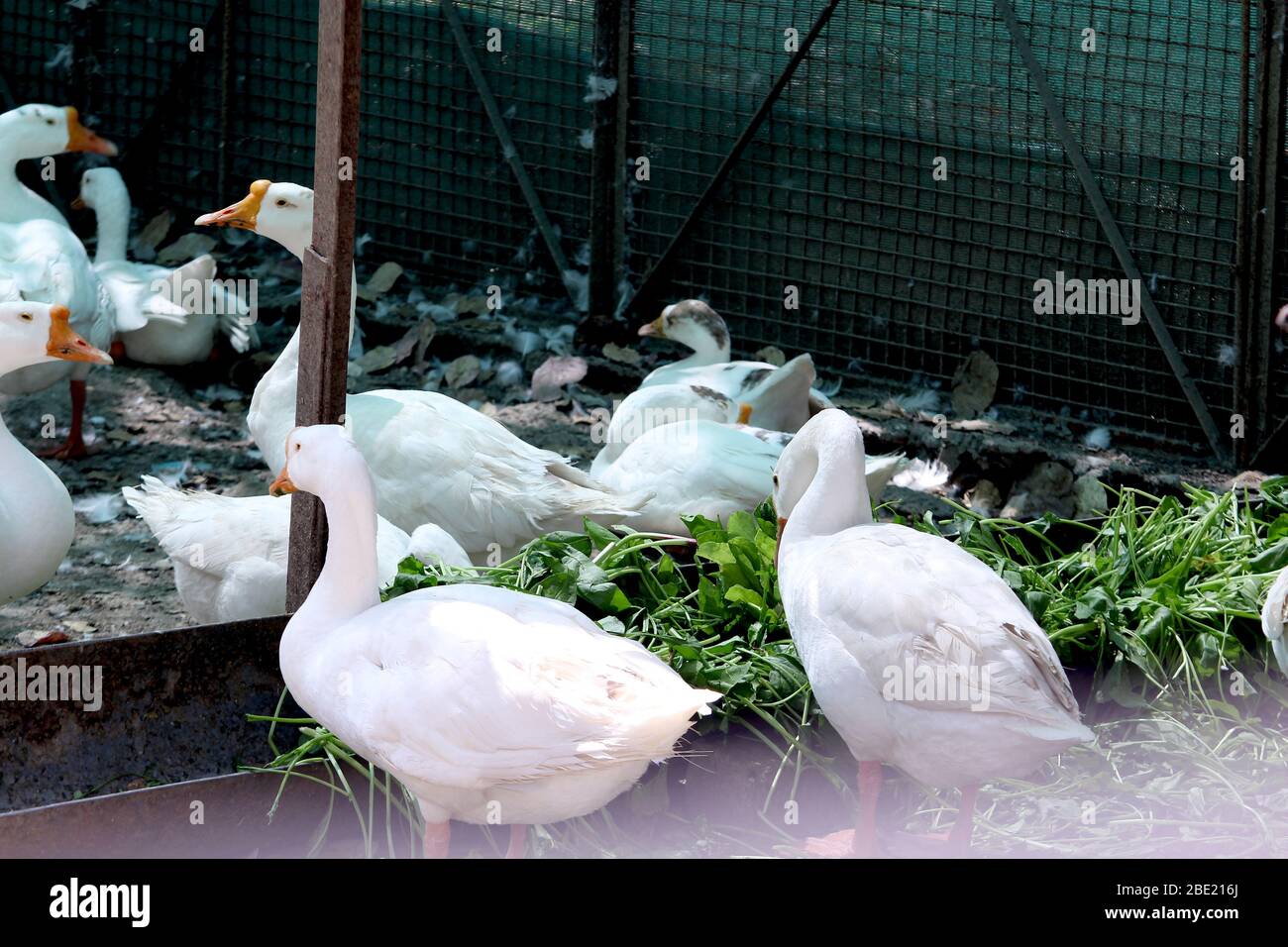 white ducks eating food in cage, flock of duck, Selective focus with ...