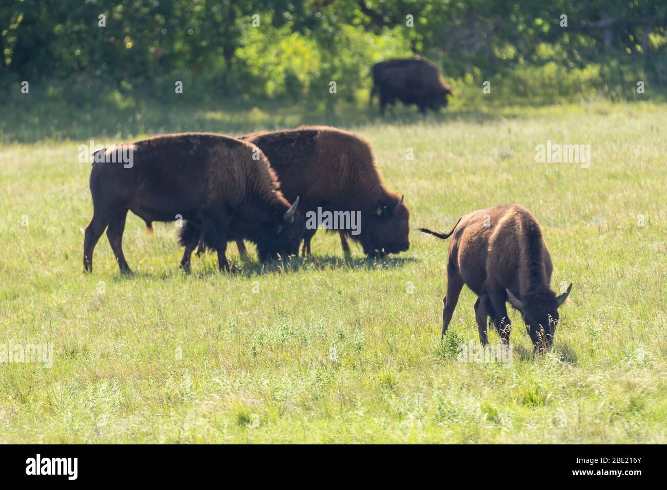 Buffalo Grazing In A Grassland Stock Photo - Alamy