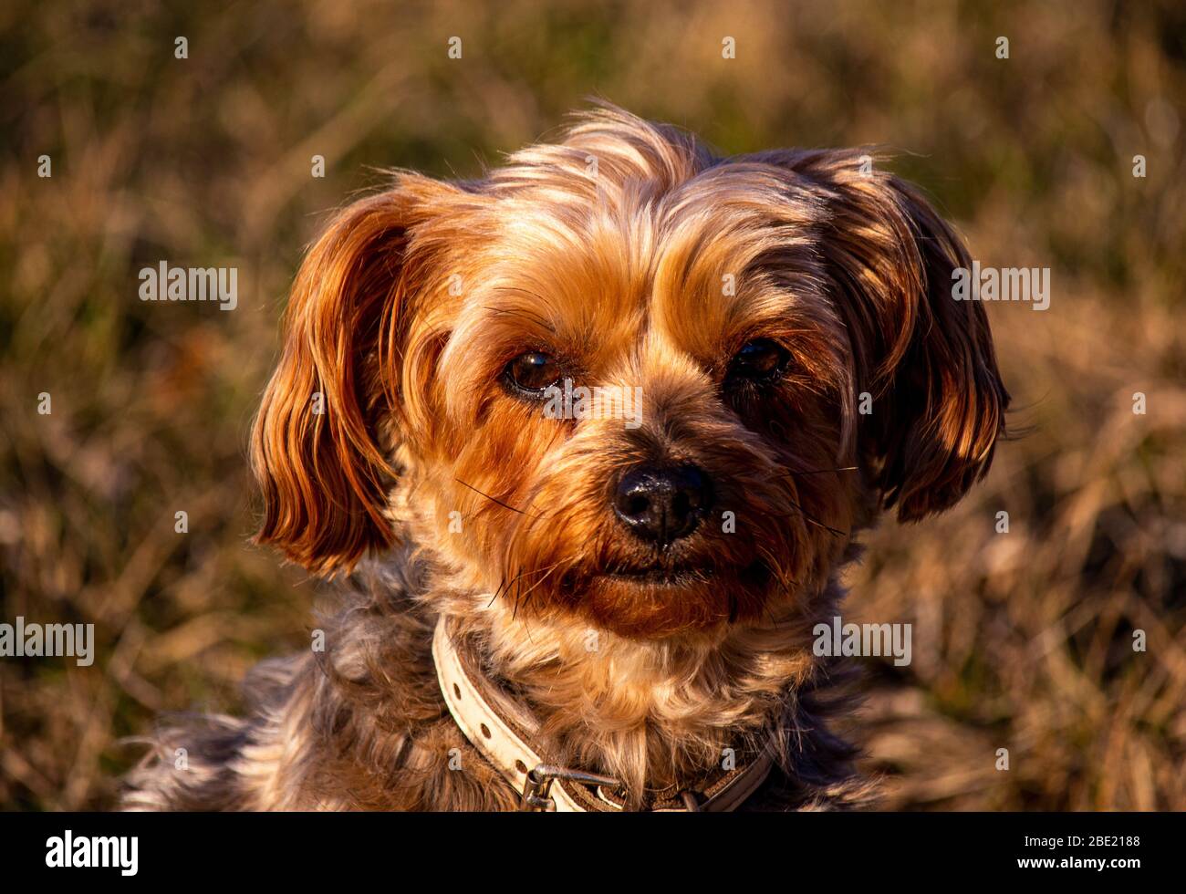 Cute dog, handsome with beautiful colors and thick hair Stock Photo - Alamy