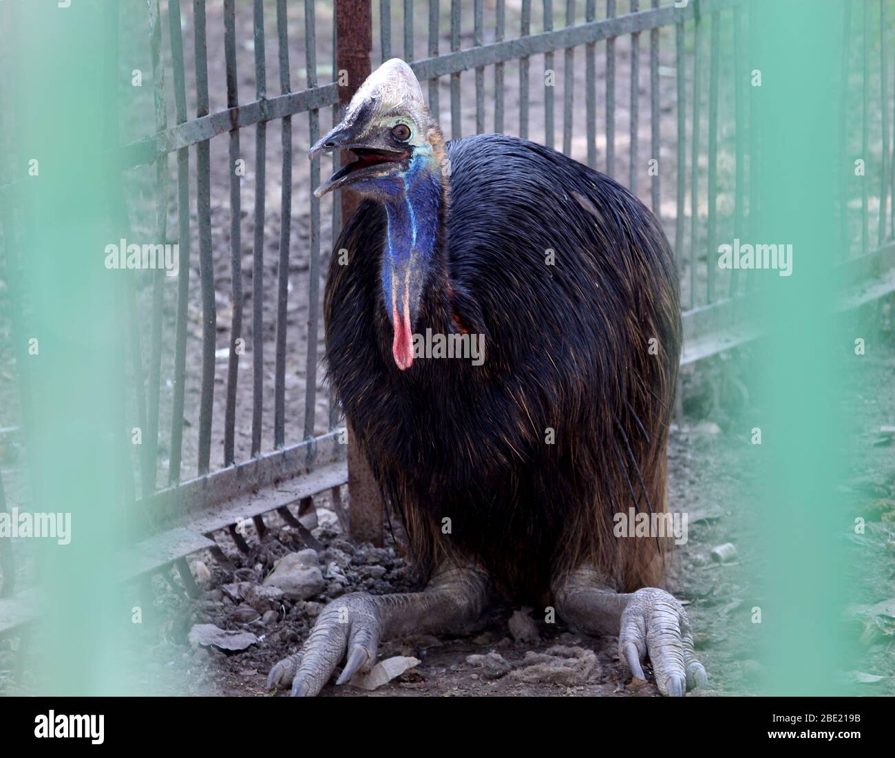 portal of Australia wild, emu bird in cage of national park, Selective ...