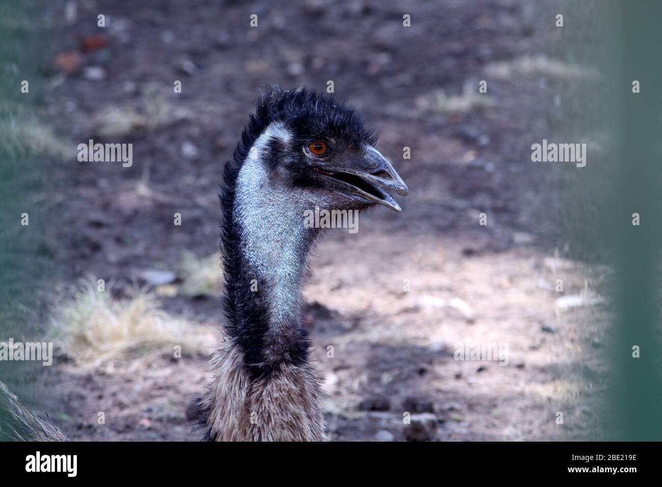 portal of Australia wild, emu bird in cage of national park, Selective ...