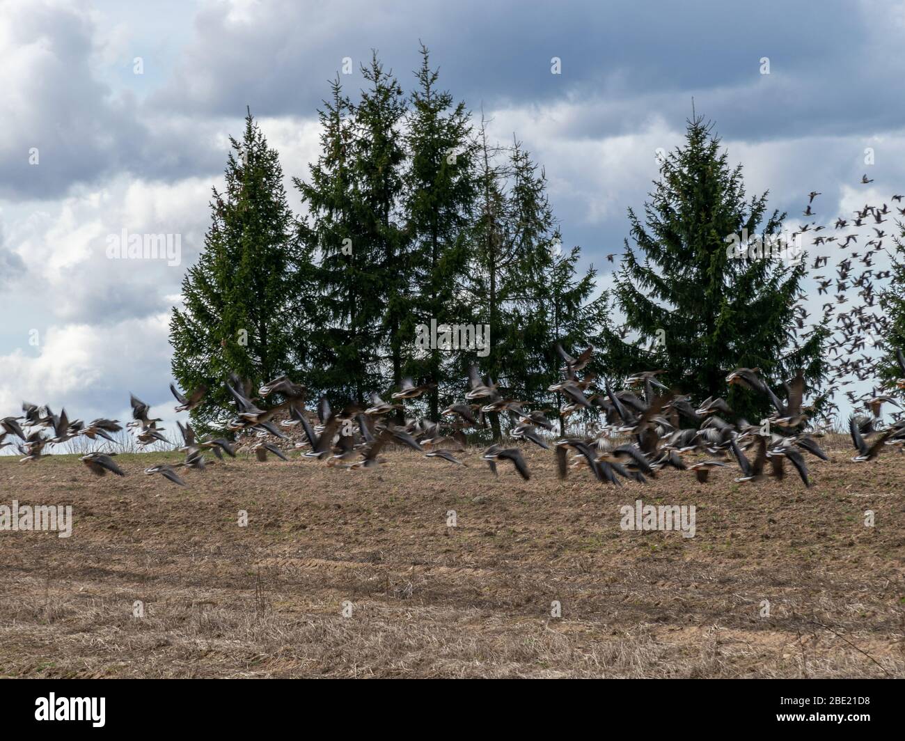 landscape with flying birds on a field background, bird migration Stock ...