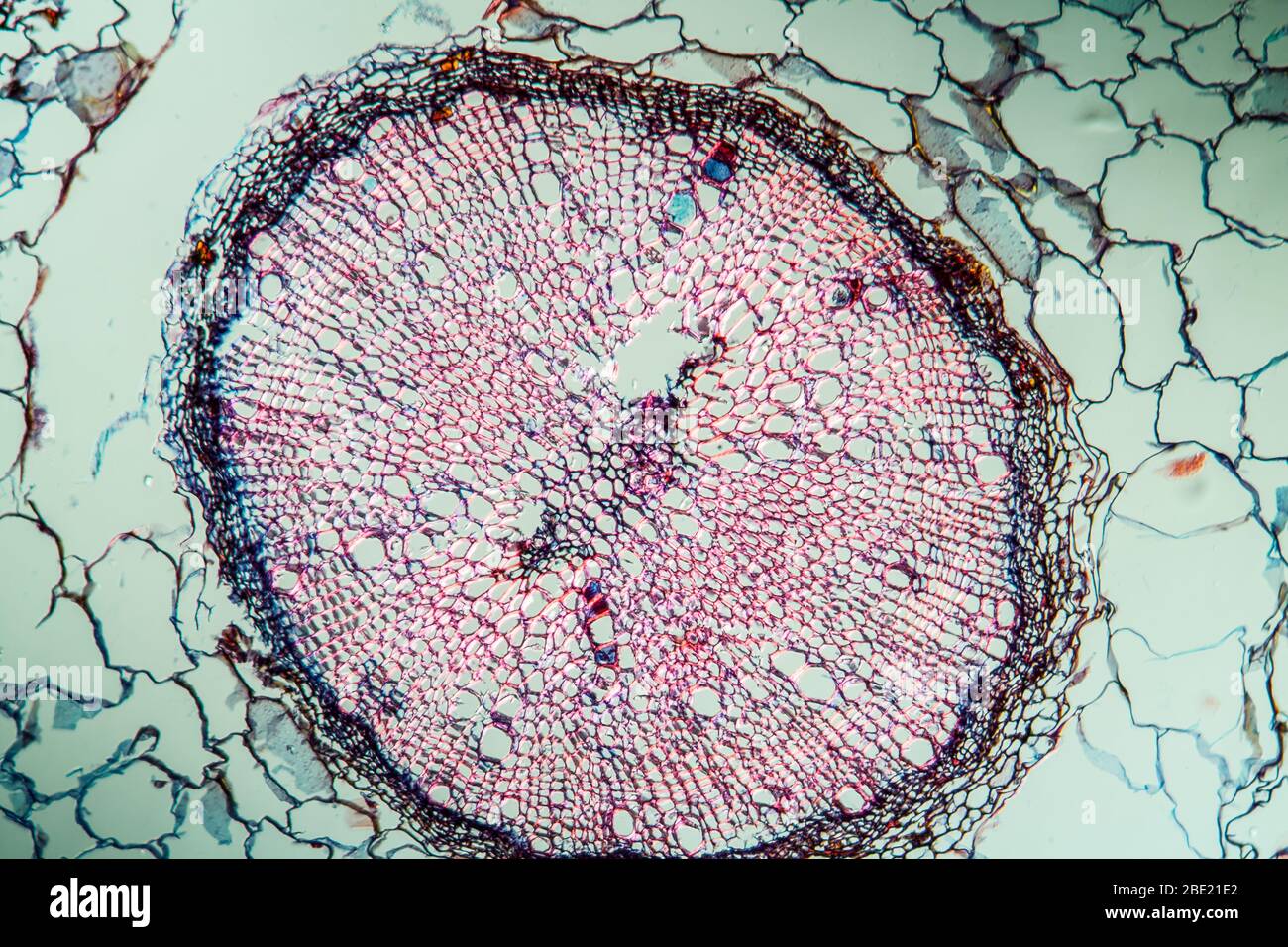 Root tip hi-res stock photography and images - Alamy