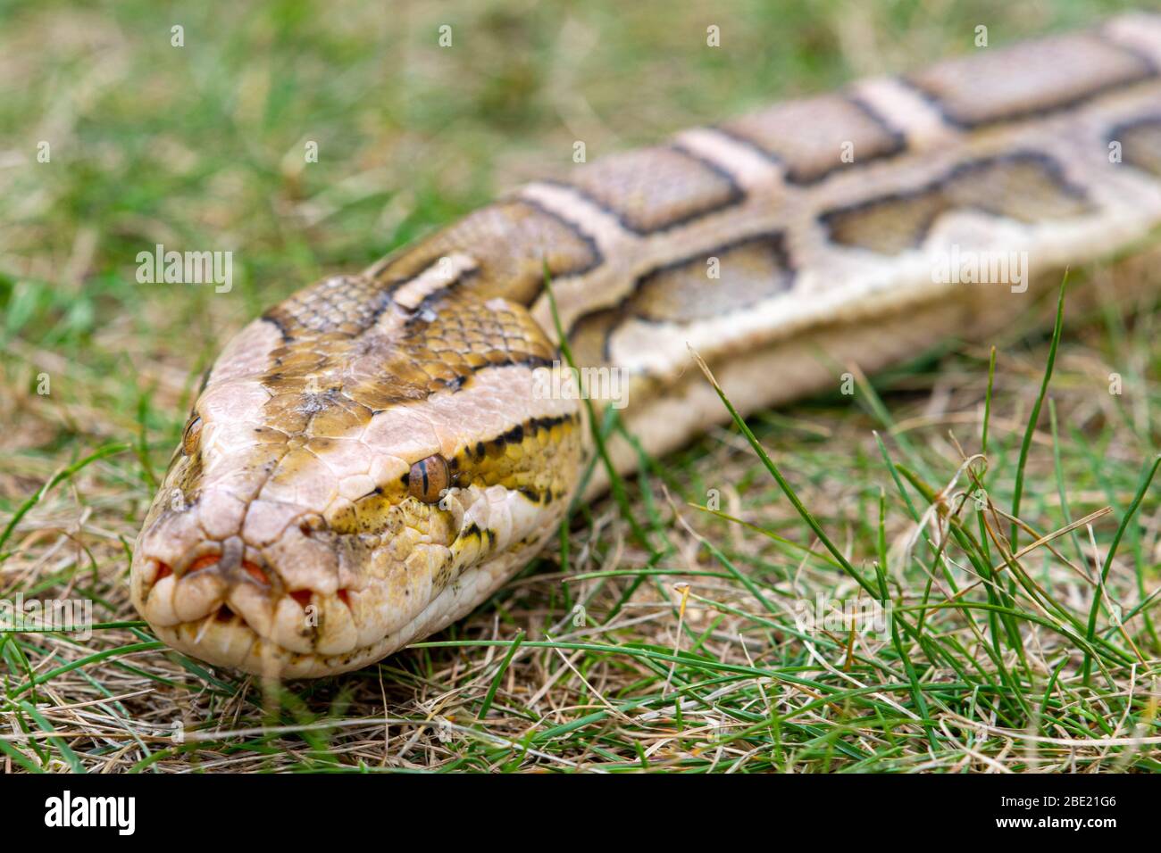 Closeup snake hi-res stock photography and images - Alamy