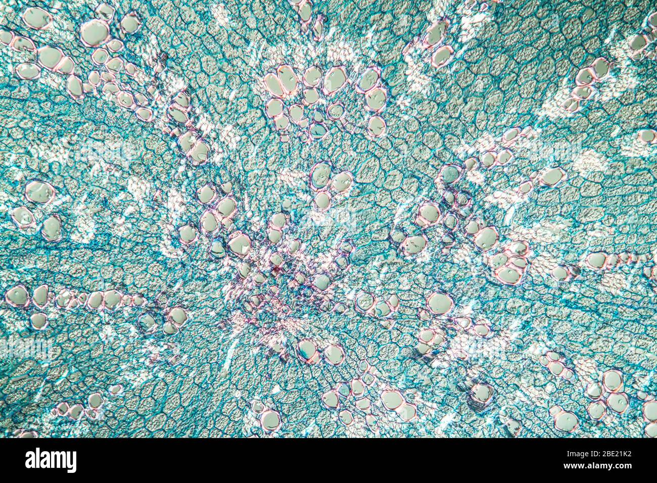 Plant histology hi-res stock photography and images - Alamy