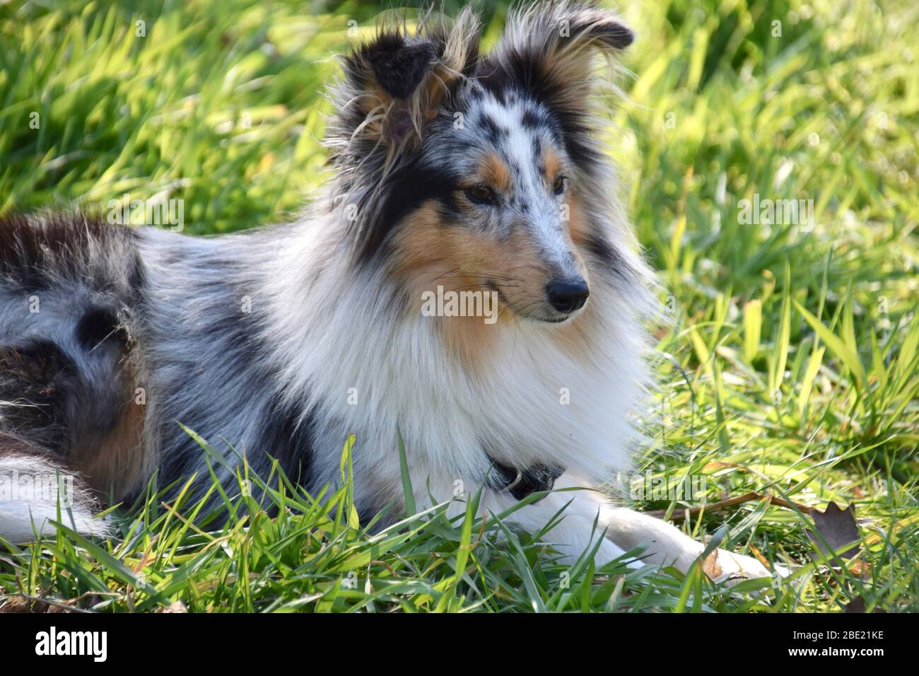 Cute dog, handsome with beautiful colors and thick hair Stock Photo - Alamy