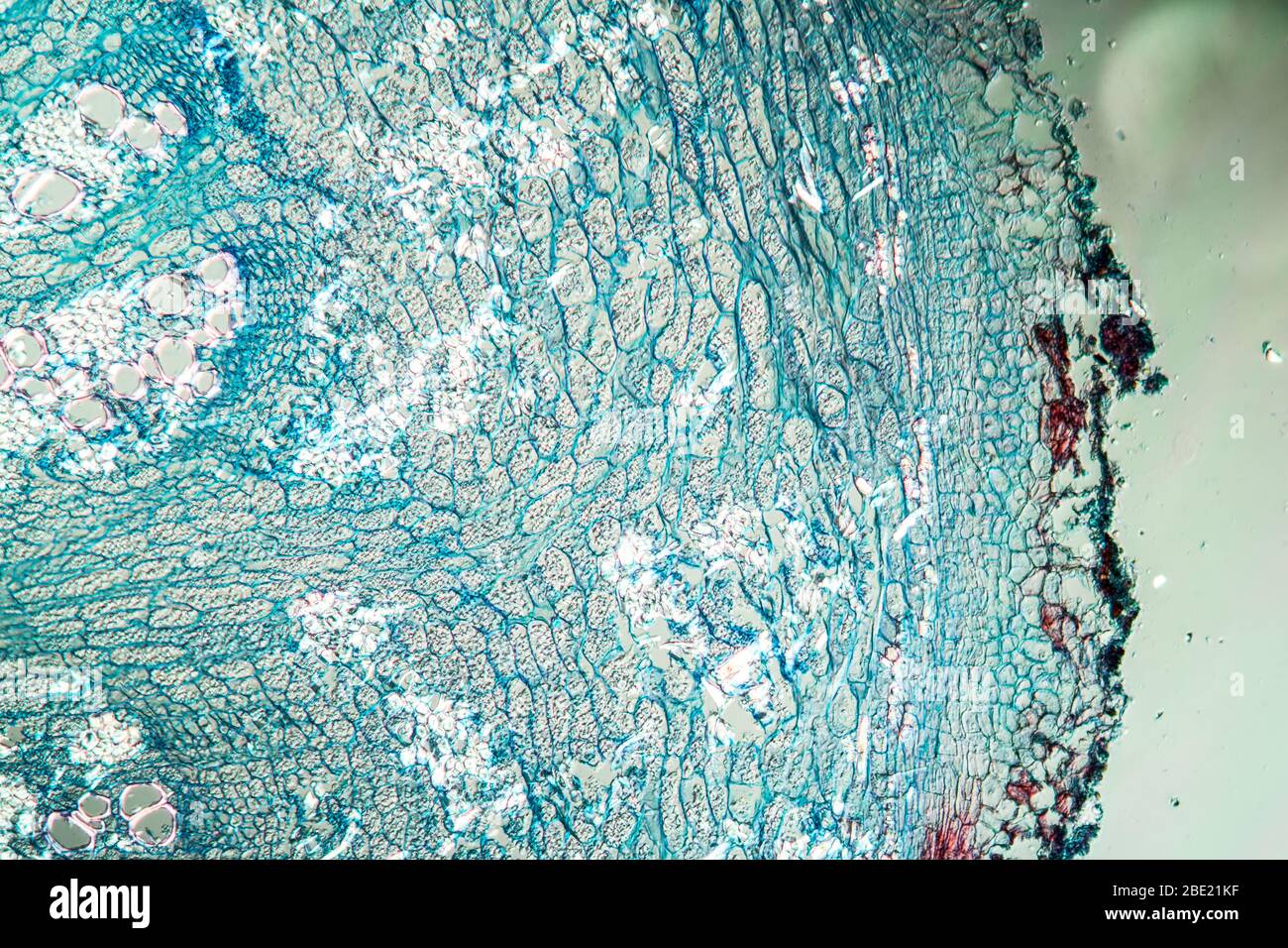Plant histology hi-res stock photography and images - Alamy