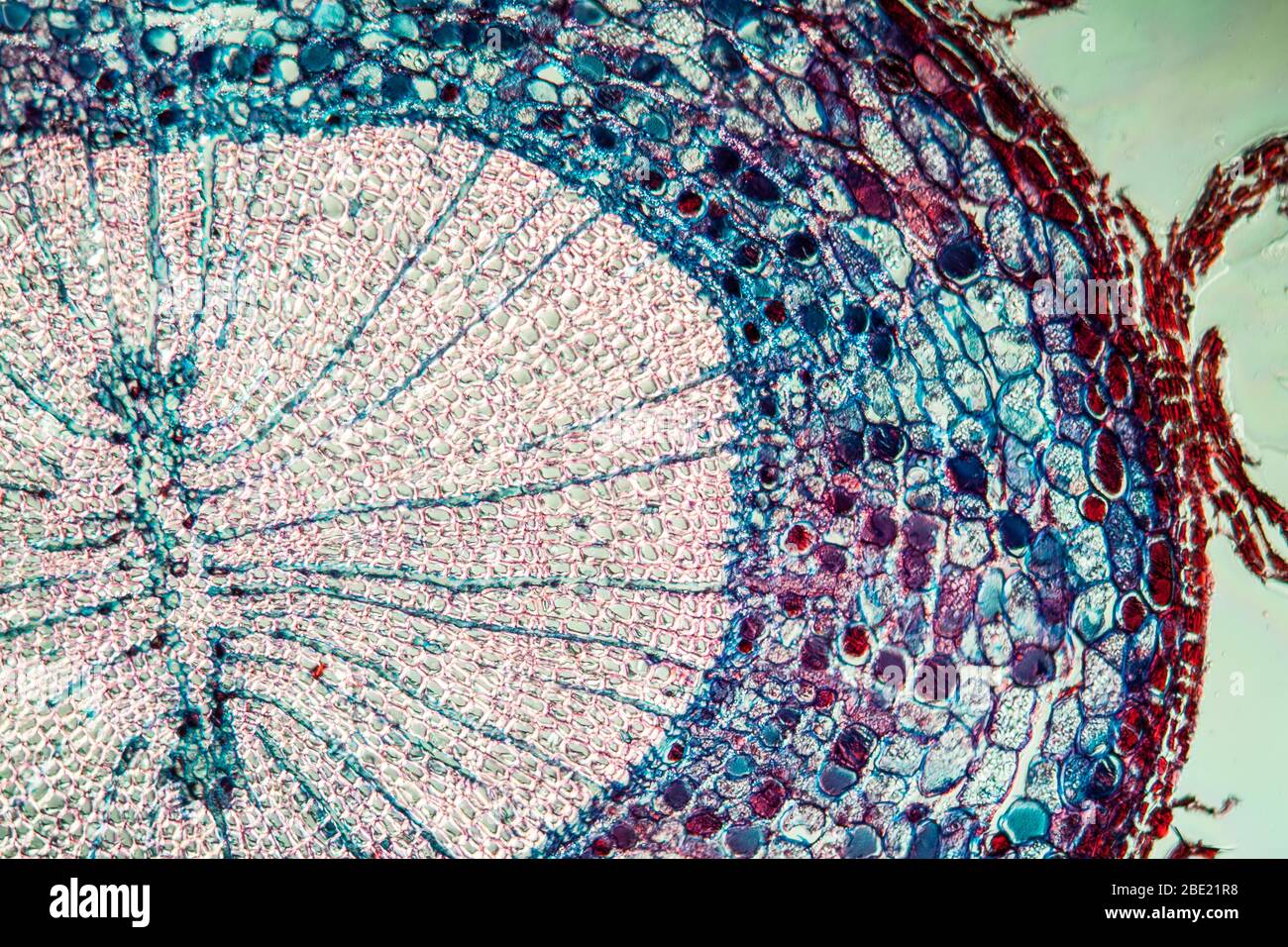 Yew tree with root across 100x Stock Photo - Alamy