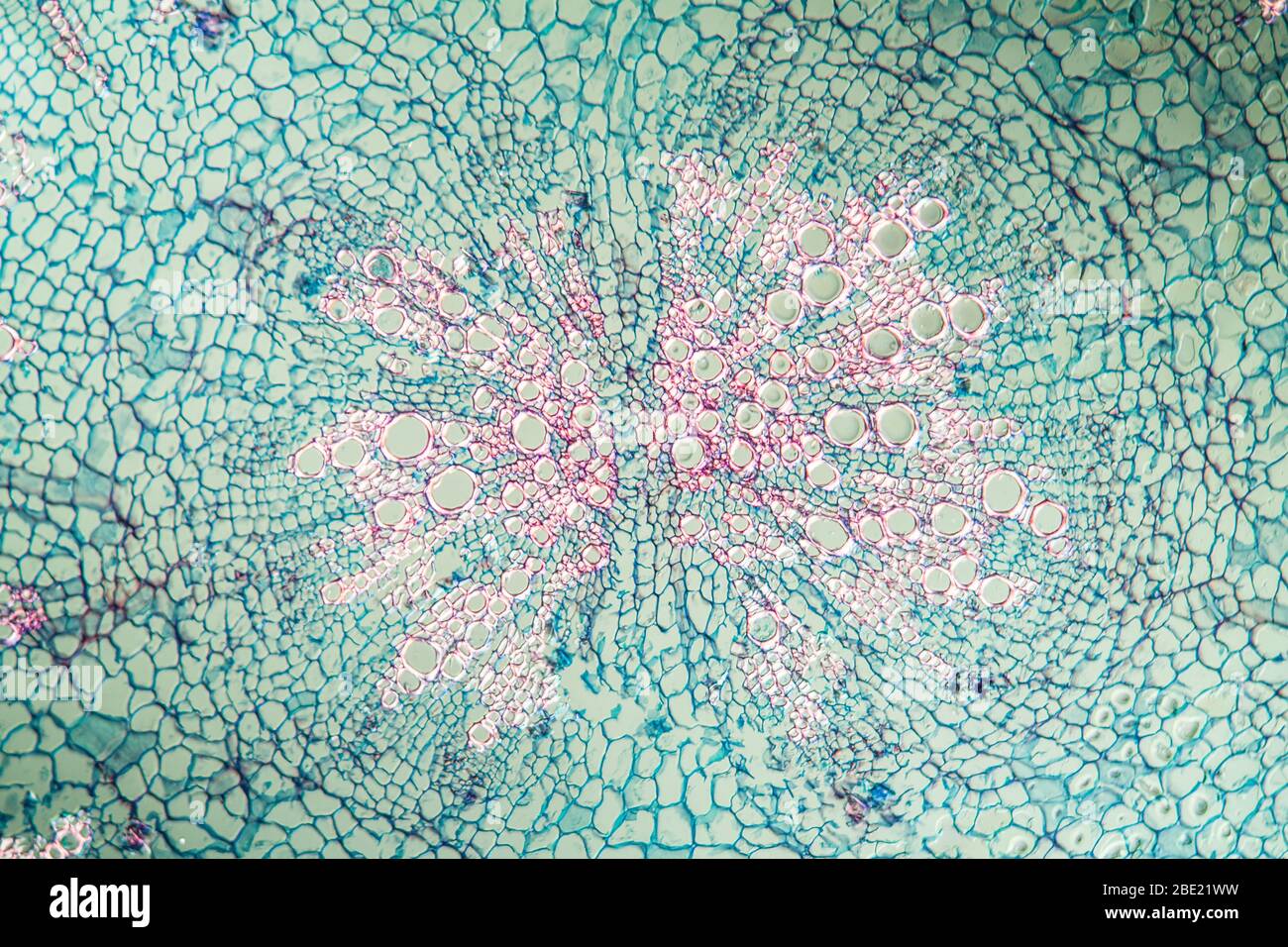 Turnip with root across 100x Stock Photo - Alamy