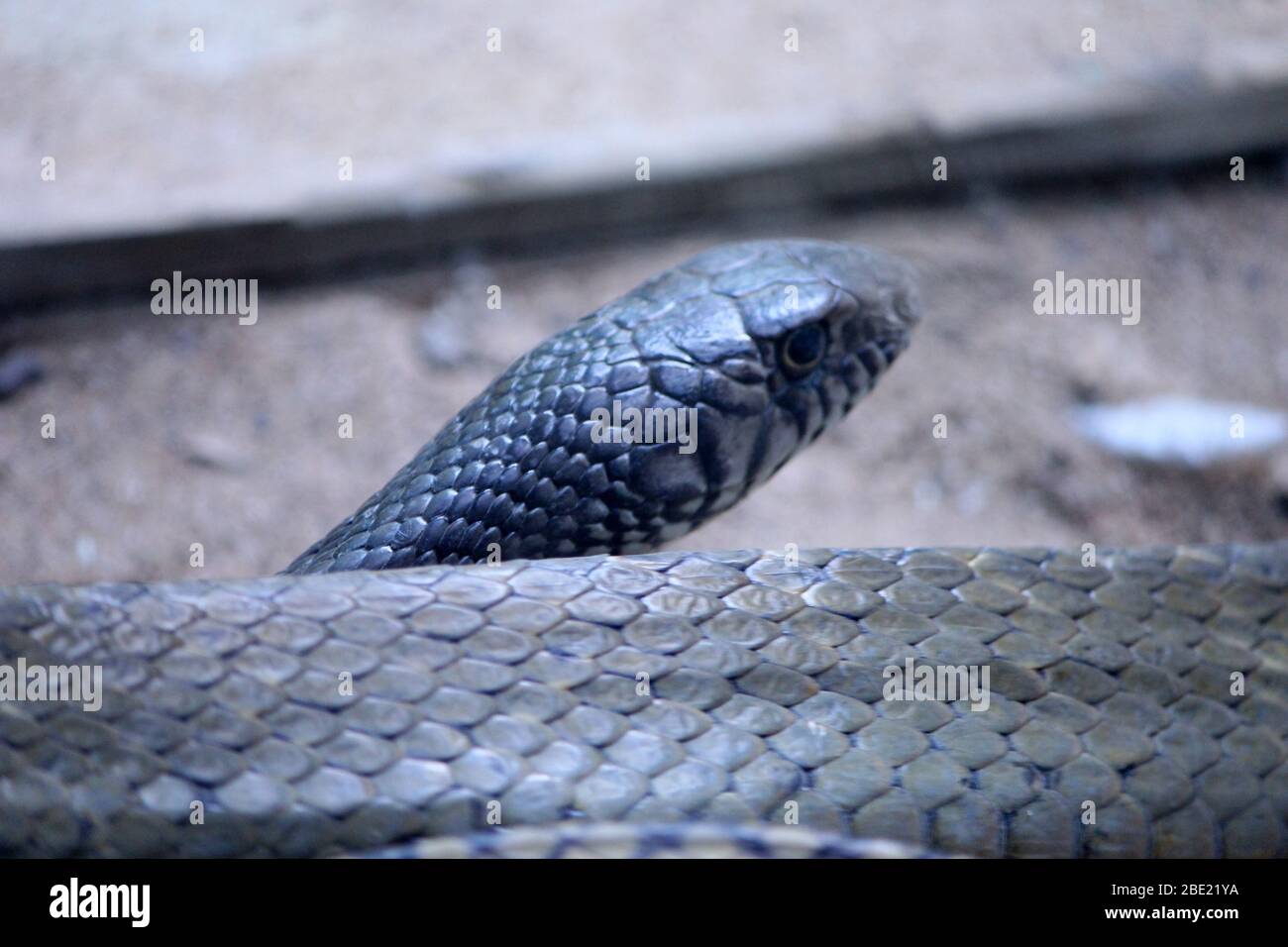 Australian Highly venomous Eastern Brown Snake in striking position ...