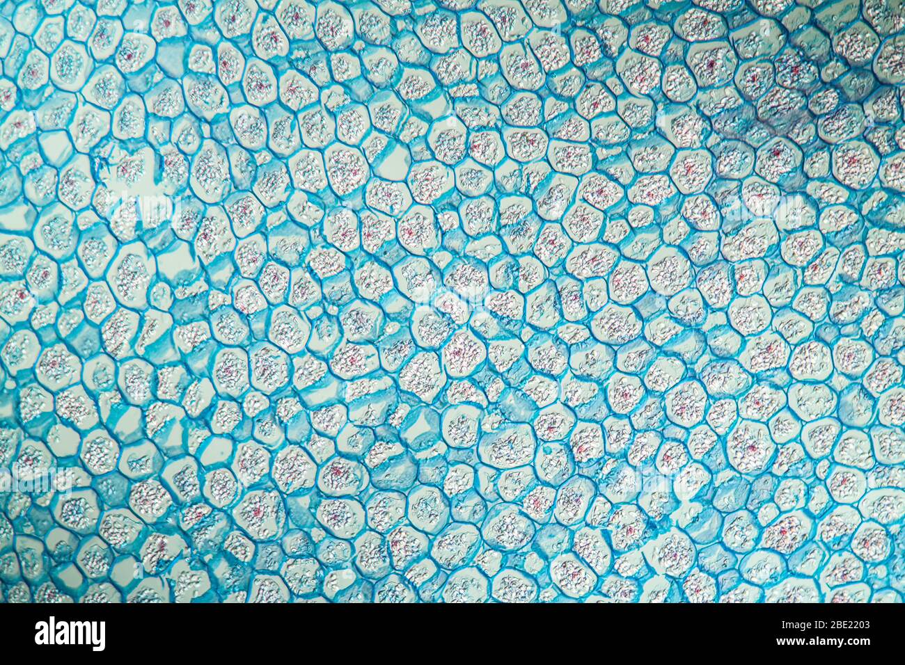 Lesser celandine roots hi-res stock photography and images - Alamy