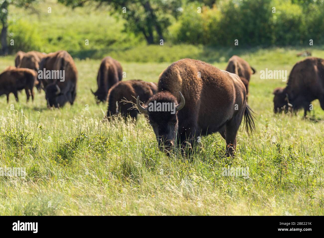 Buffalo Grazing In A Grassland Stock Photo - Alamy