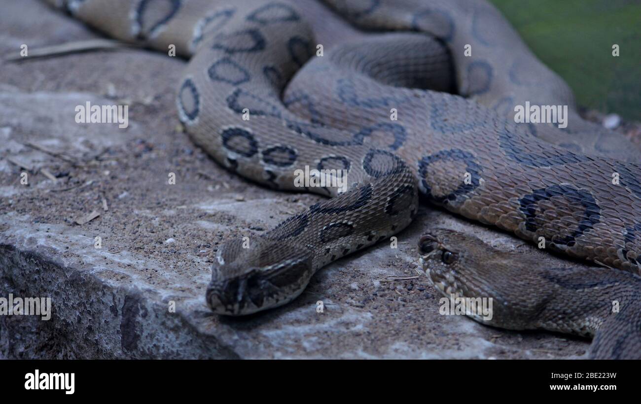 Australian Highly venomous Eastern Brown Snake in striking position ...