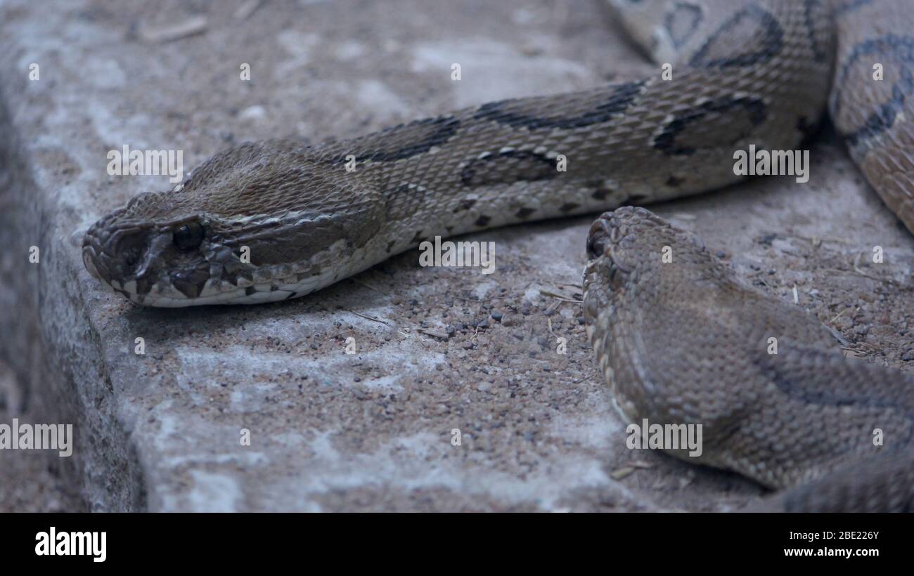 Australian Highly venomous Eastern Brown Snake in striking position ...