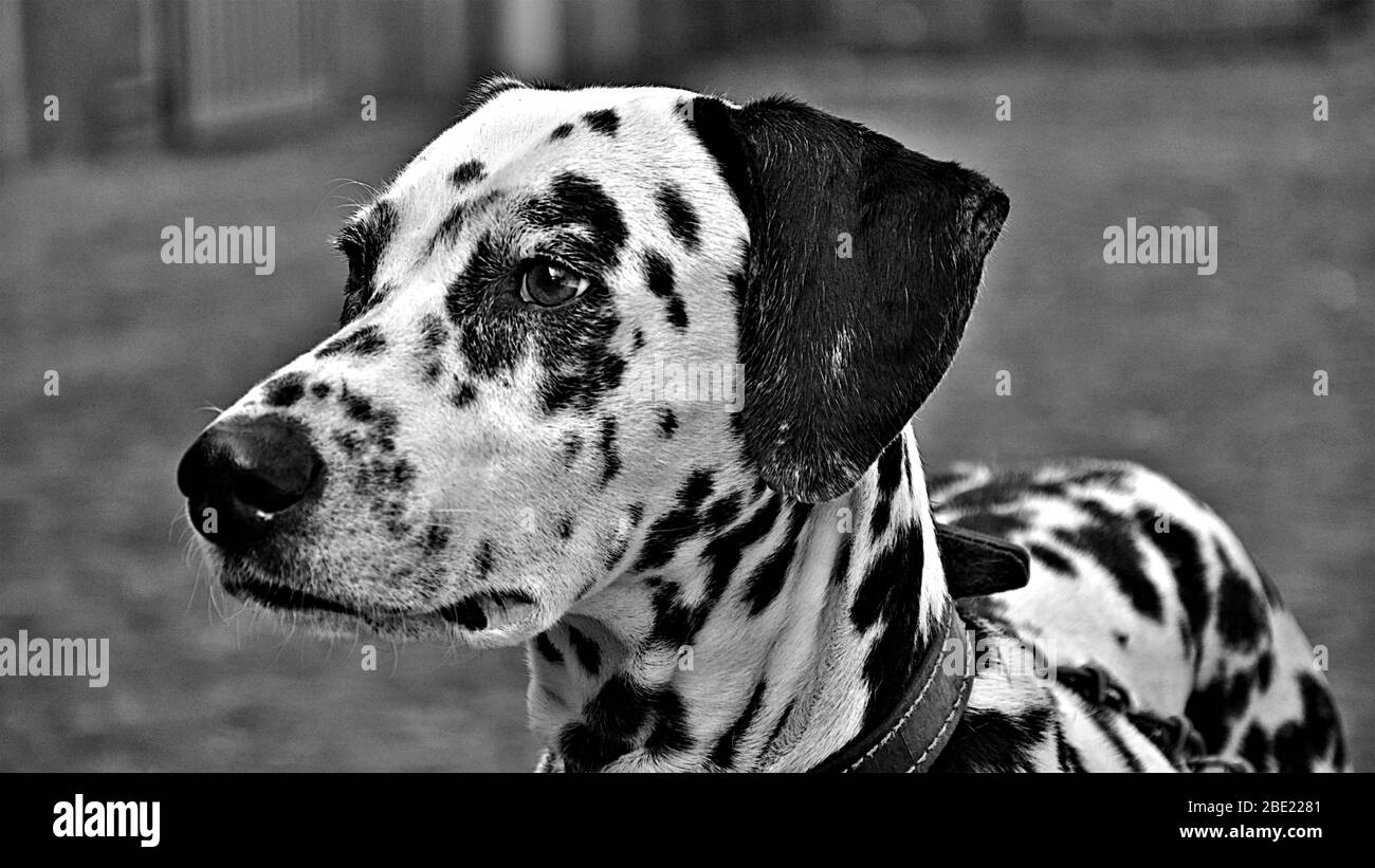 Dog and tv Black and White Stock Photos & Images - Alamy
