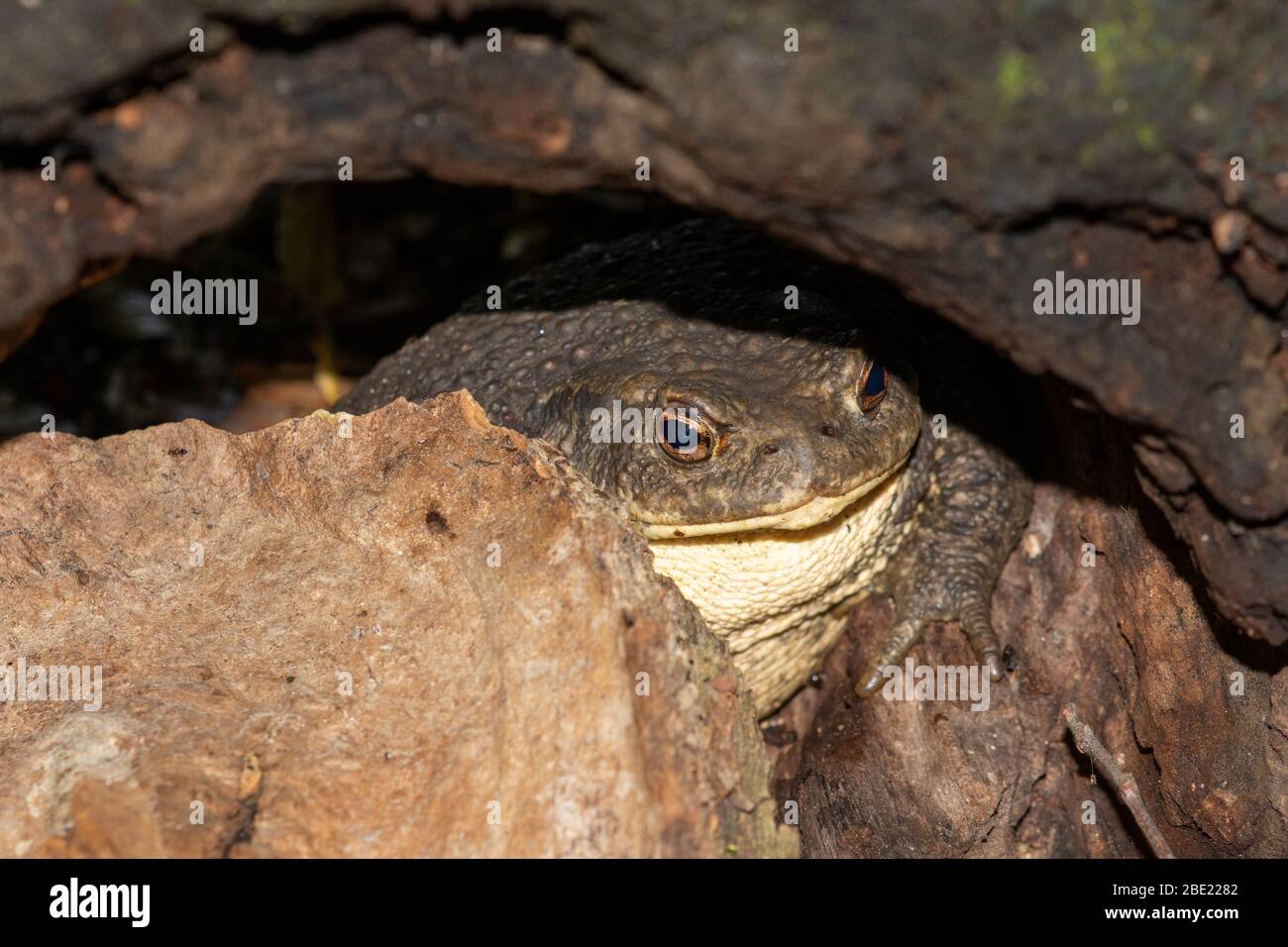 Toad tree hi-res stock photography and images - Alamy