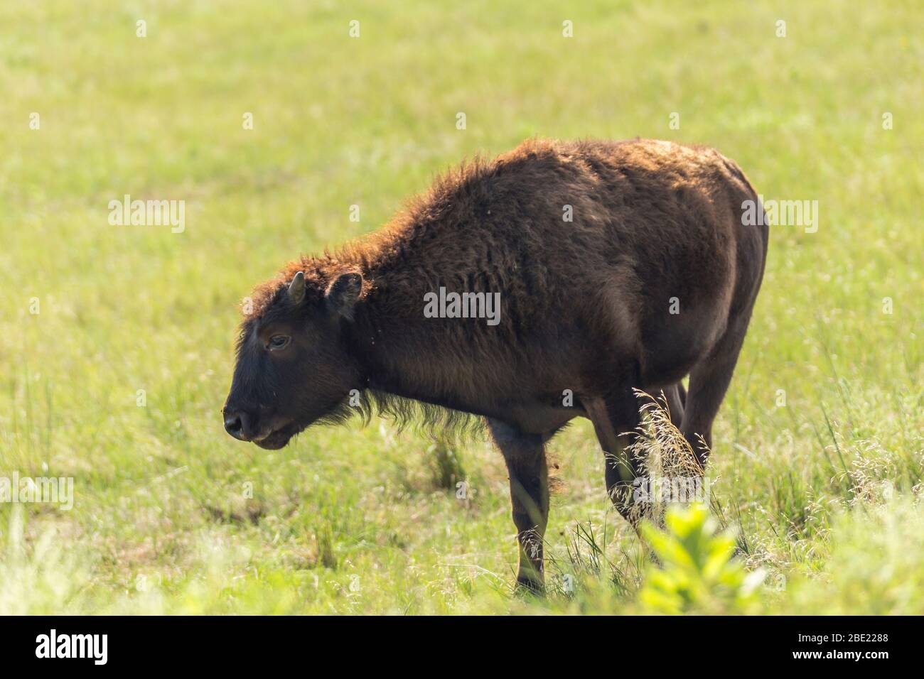 Young Buffalo In A Grassland Stock Photo - Alamy
