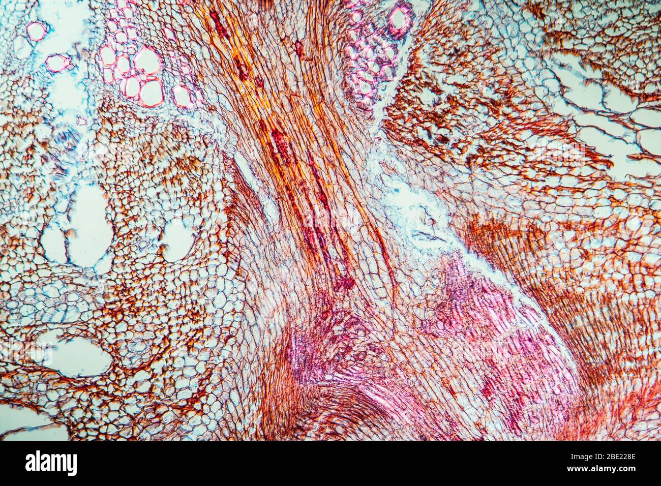 Carrot with root across 100x Stock Photo - Alamy