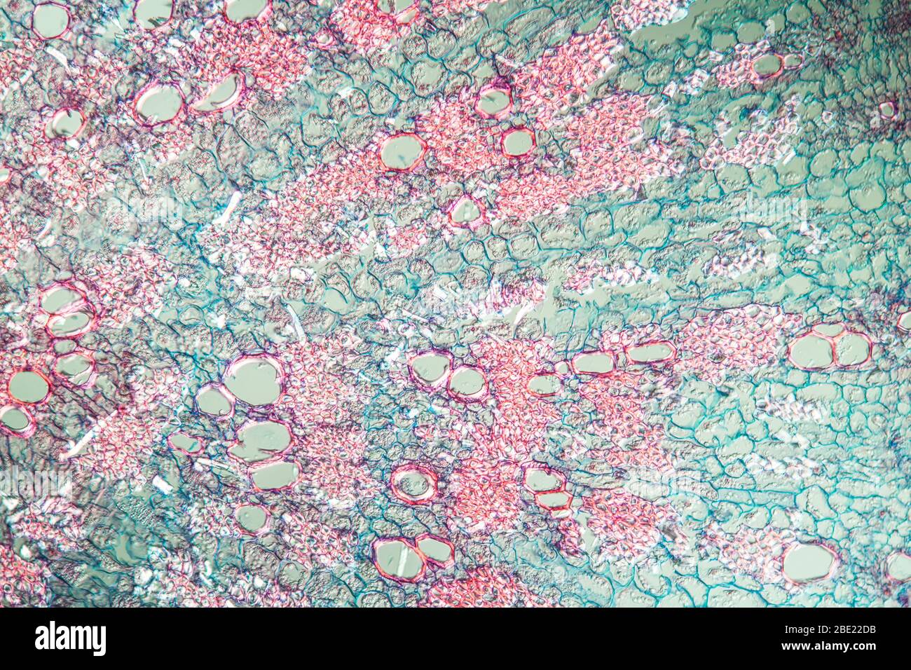 Fig bean with root across 100x Stock Photo - Alamy