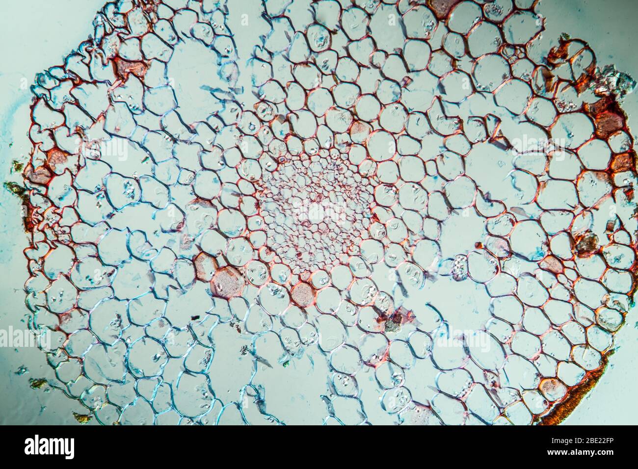 Elodea plant cells hi-res stock photography and images - Alamy