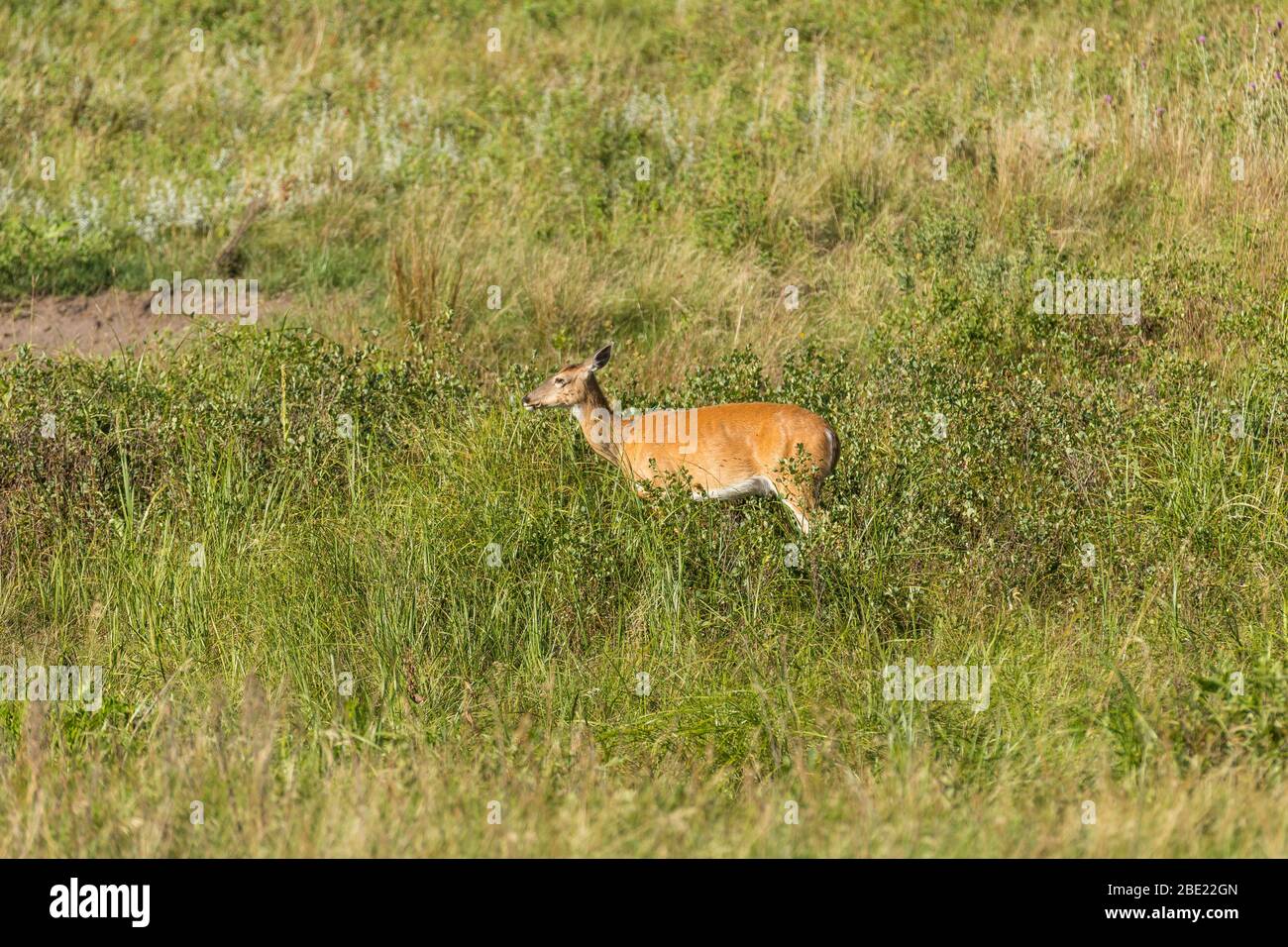 A deer in a South Dakota grassland Stock Photo - Alamy