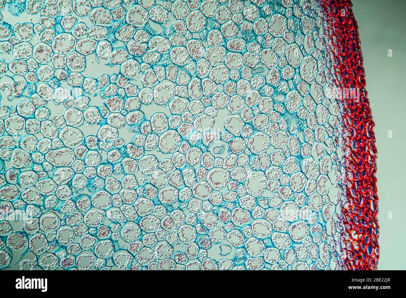 Fern with roots across 100x Stock Photo - Alamy